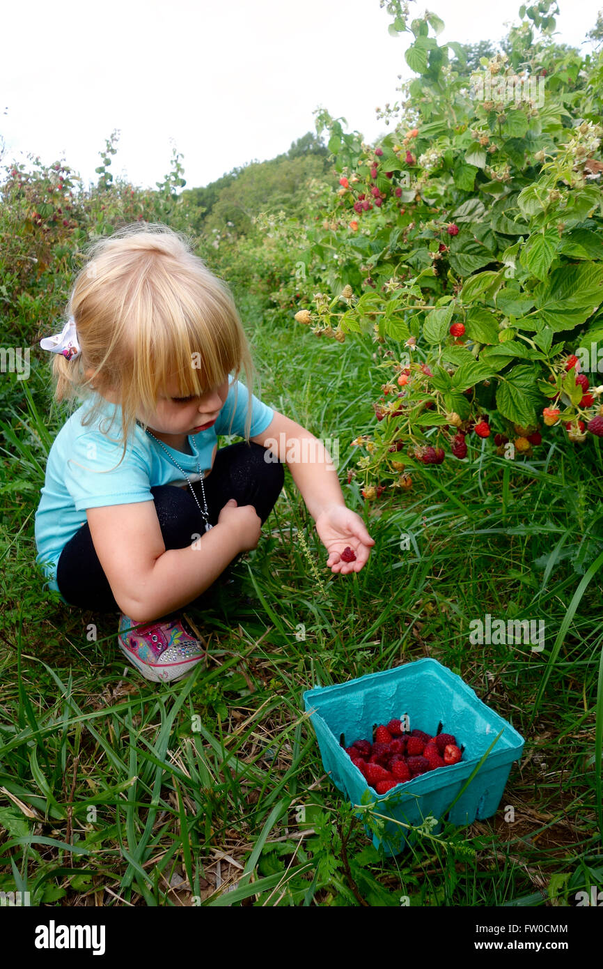 young girl picking raspberries Stock Photo - Alamy