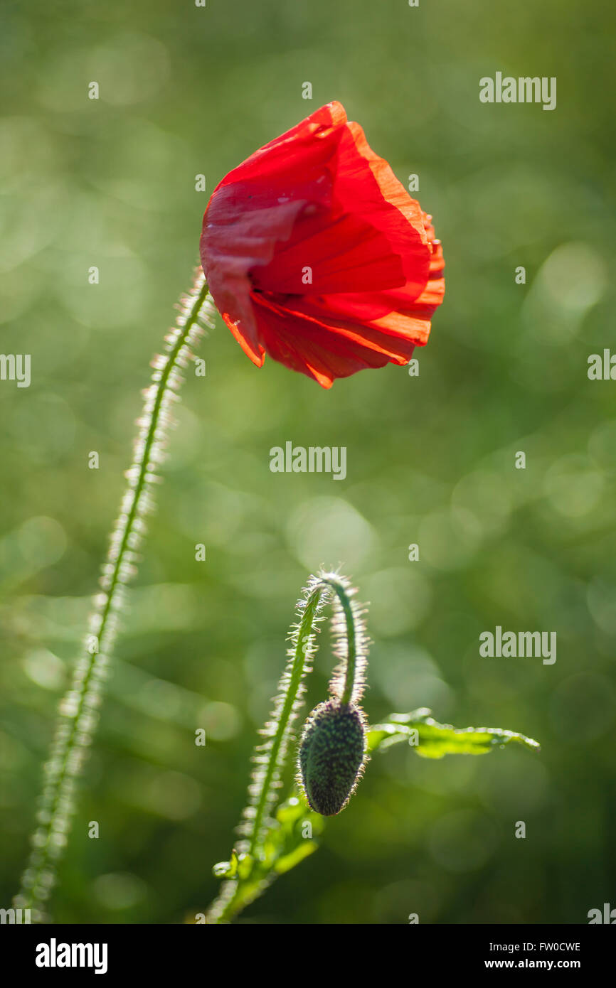 Poppy flower on the South Downs in East Sussex, England Stock Photo - Alamy