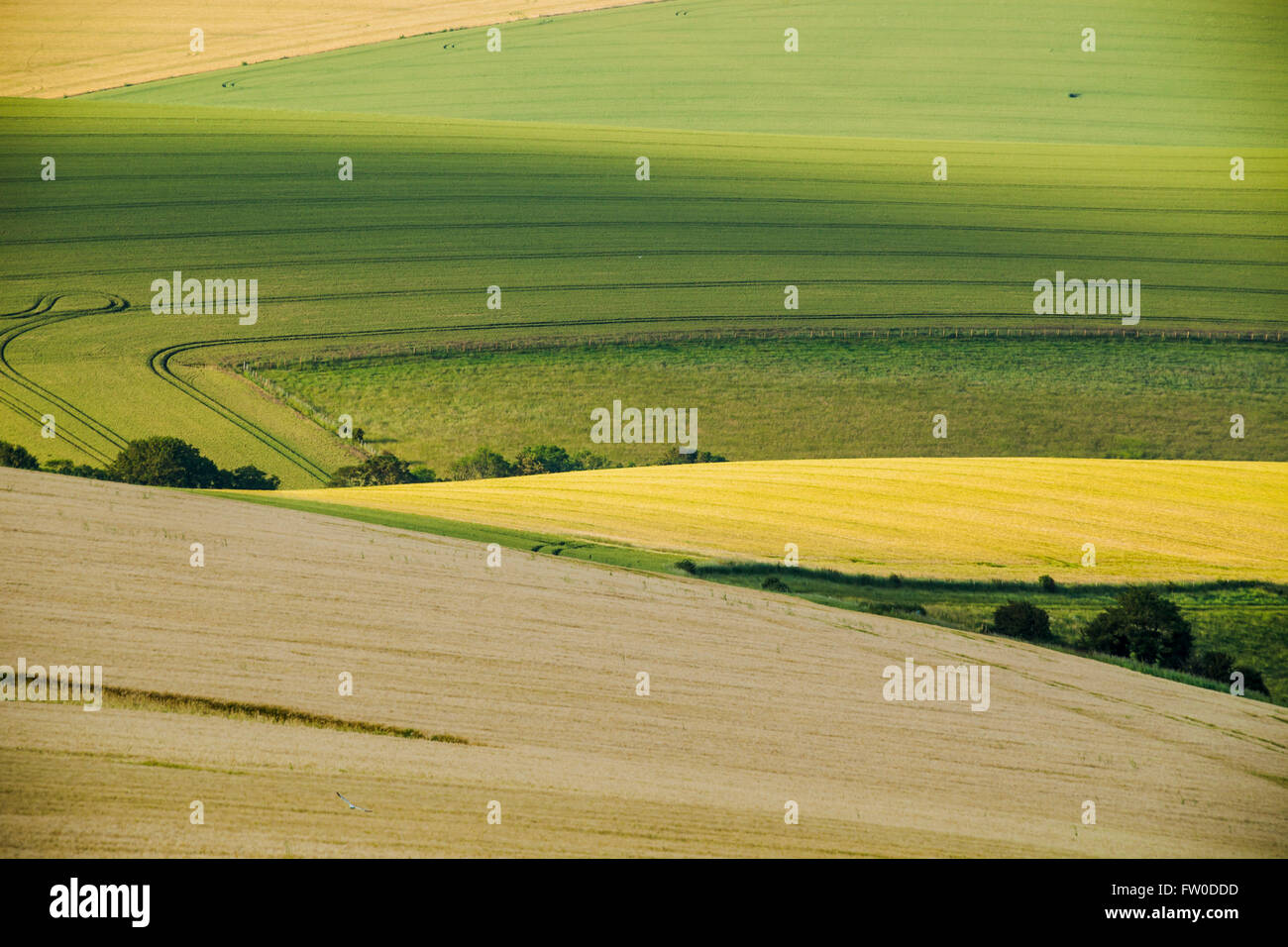 Spring afternoon on the South Downs, East Sussex, England Stock Photo ...