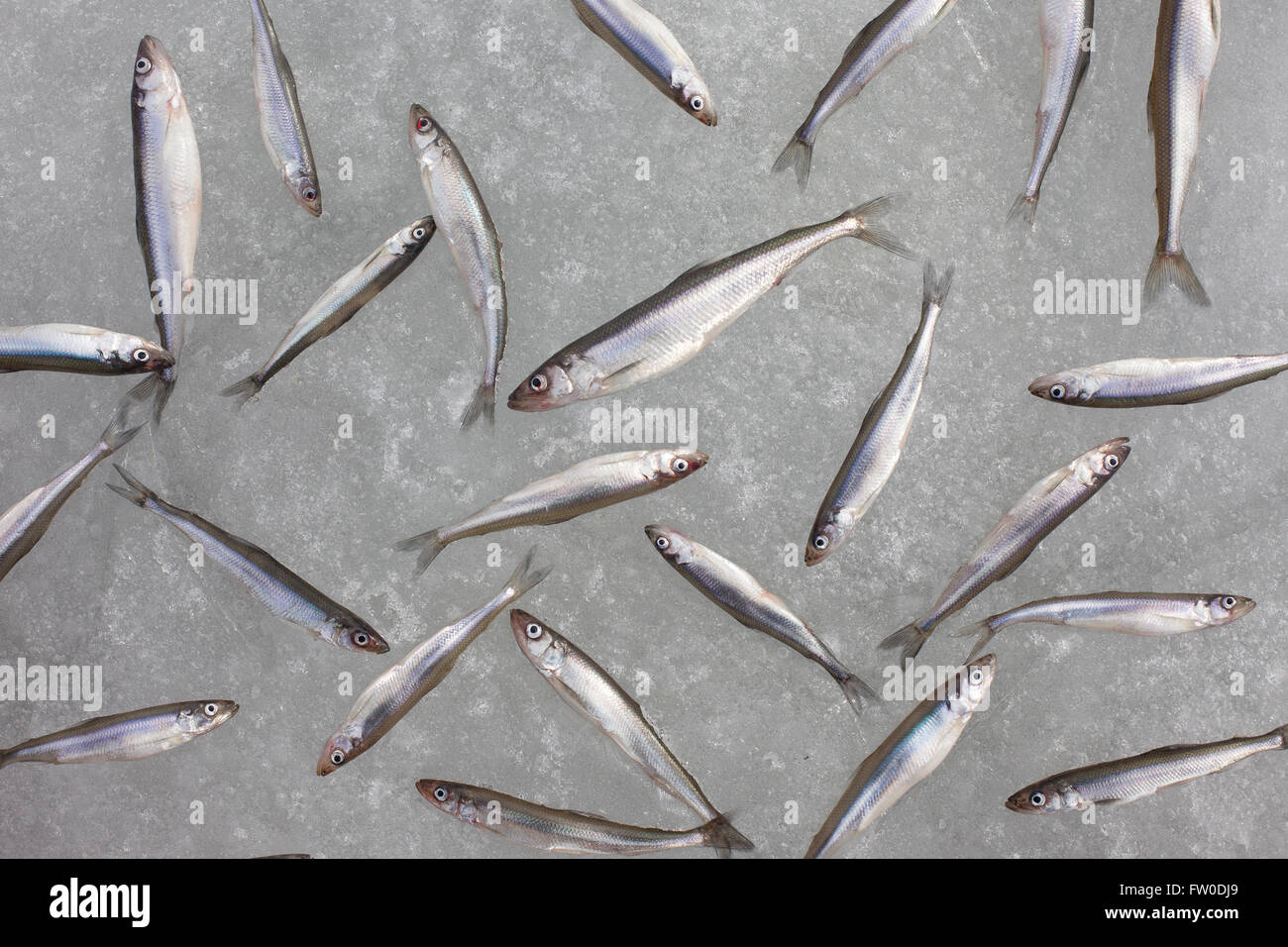 fresh smelt fish on the snow top view Stock Photo - Alamy