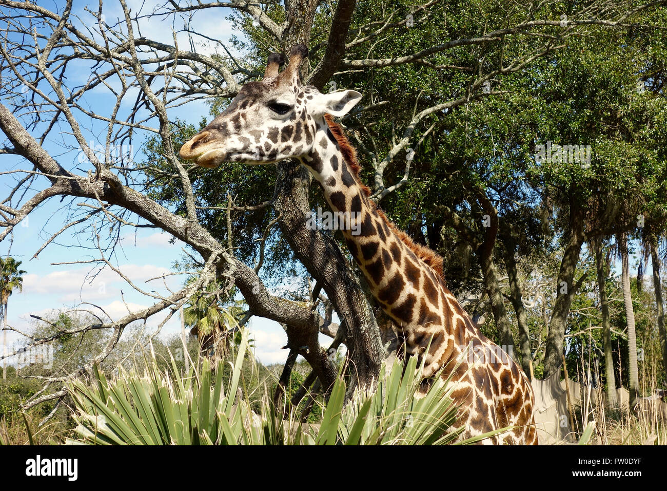 Giraffe long neck hi-res stock photography and images - Alamy