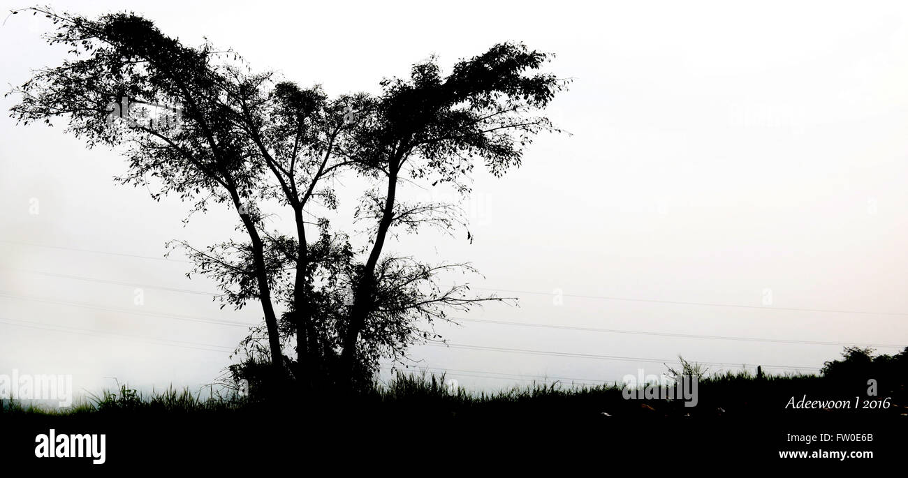 Bnw tree hi-res stock photography and images - Alamy