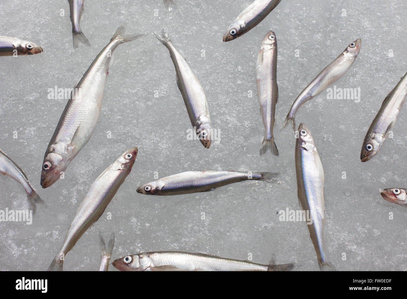 Fresh smelt fish on hi-res stock photography and images - Alamy