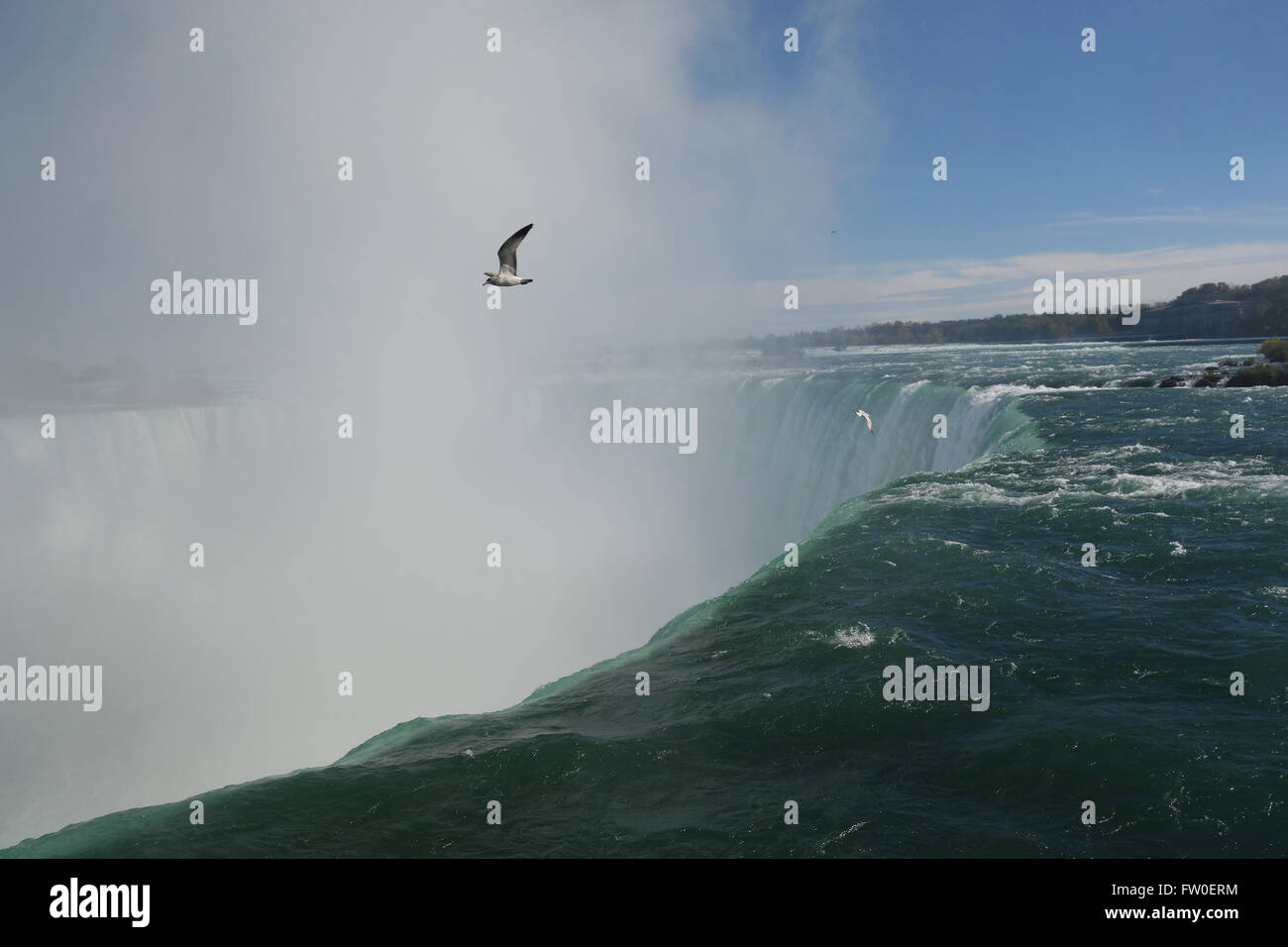 Seagull at niagara falls hi-res stock photography and images - Alamy