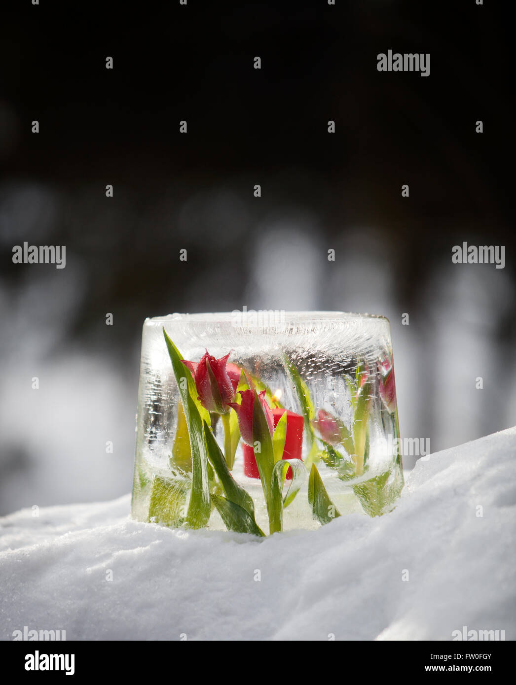 Ice lantern with red frozen tulips Stock Photo - Alamy