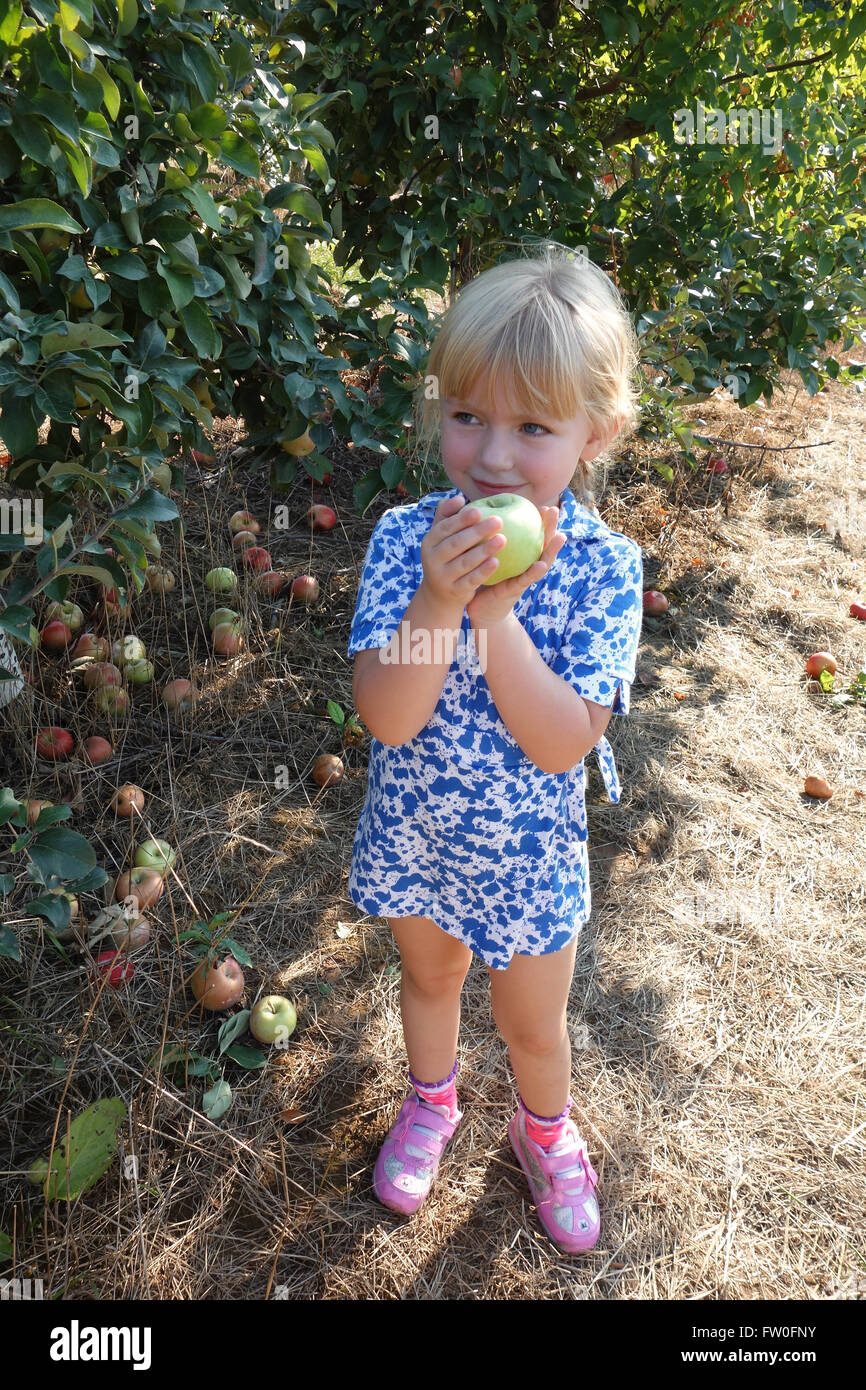 young girl apple picking Stock Photo - Alamy