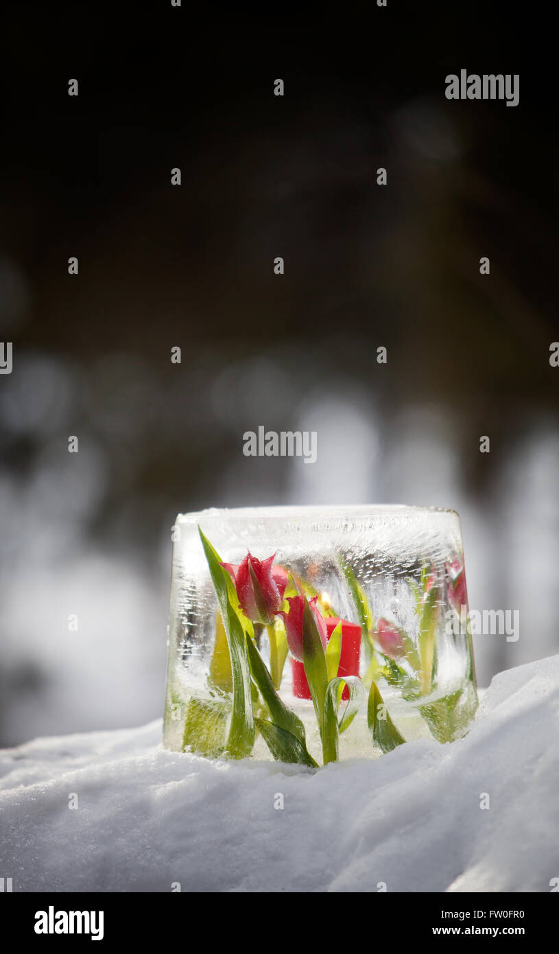 Ice lantern with red frozen tulips Stock Photo - Alamy