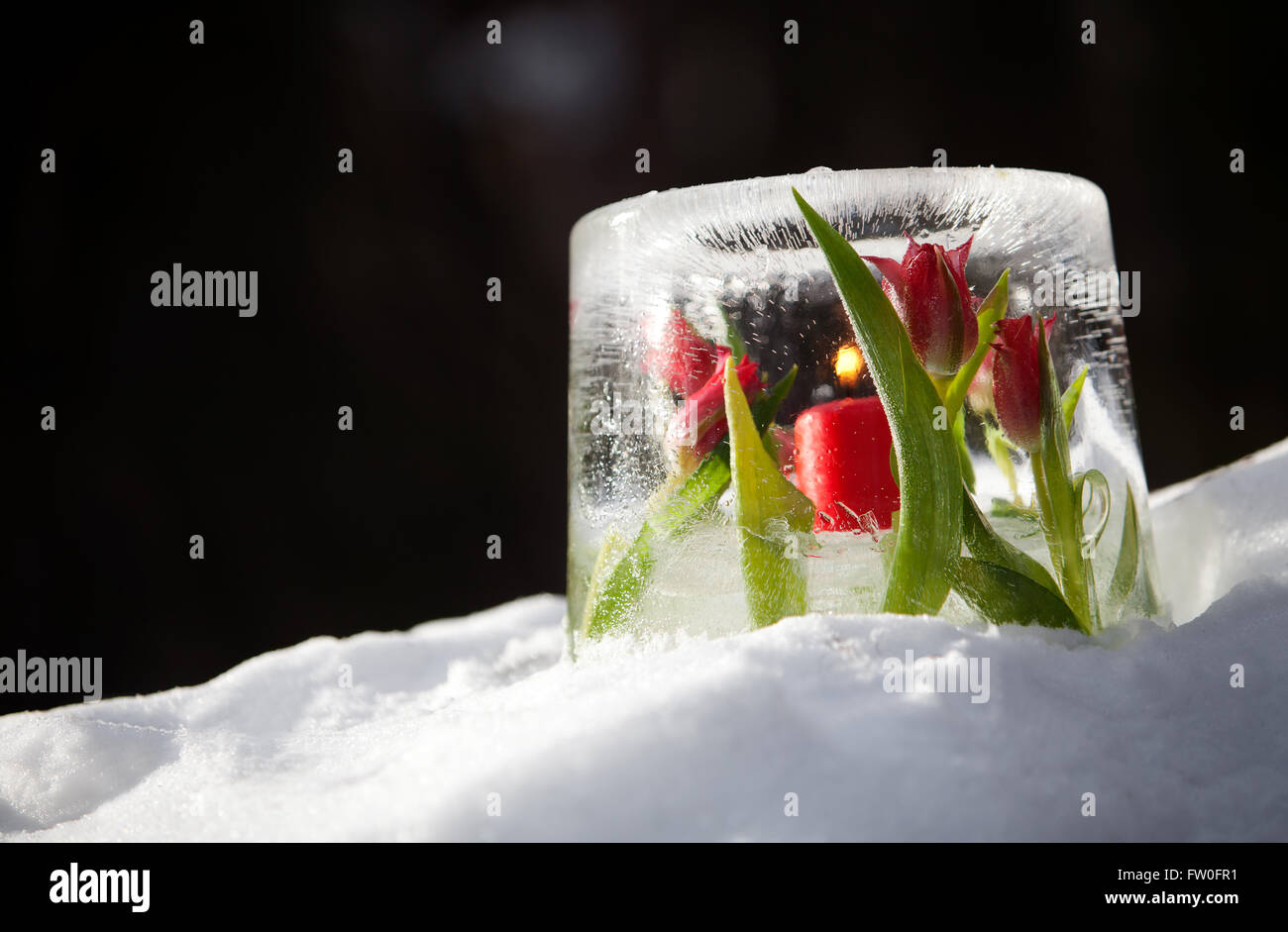 Ice lantern with red frozen tulips Stock Photo - Alamy