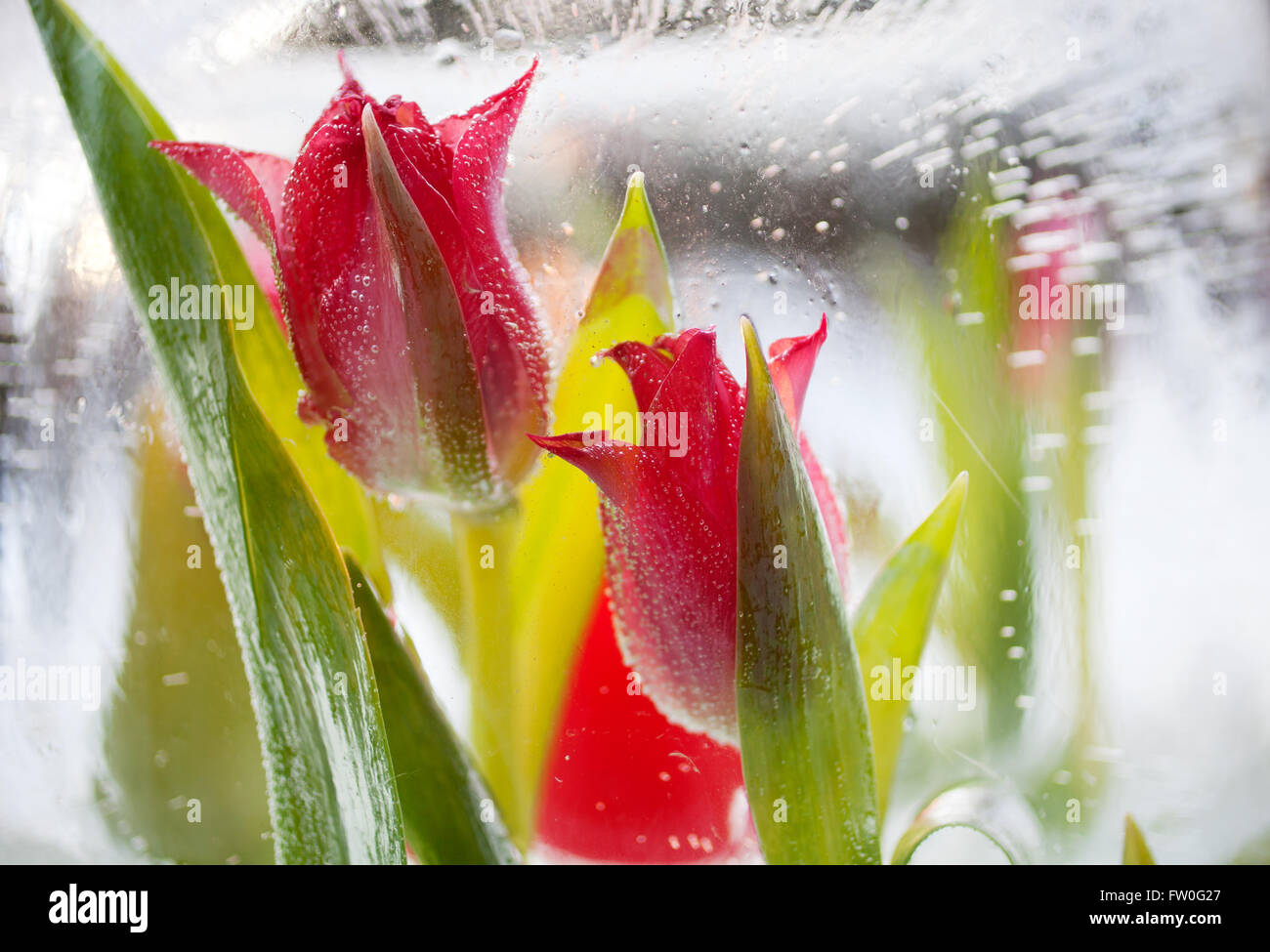 Ice lantern with red frozen tulips Stock Photo - Alamy