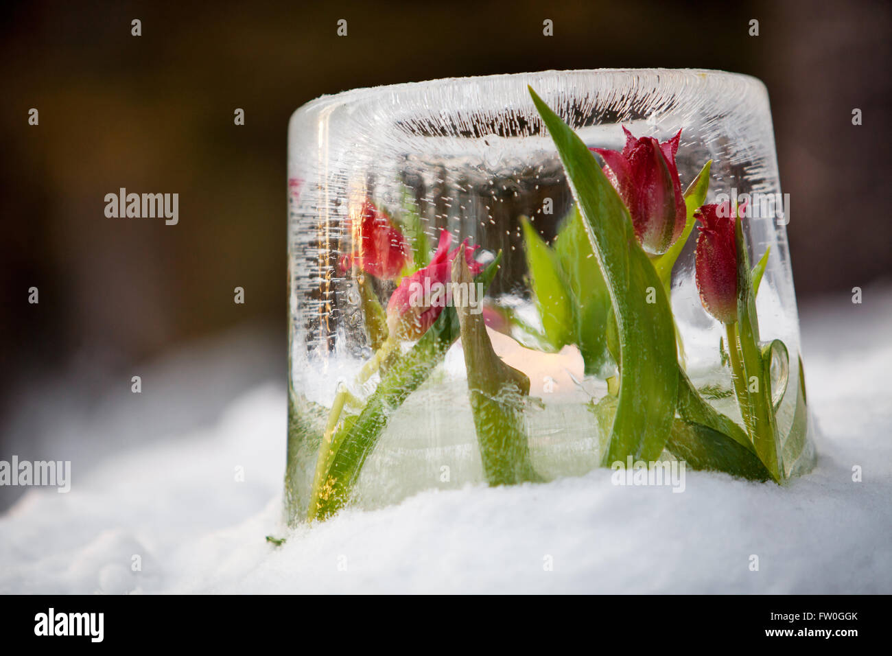 Ice lantern hi-res stock photography and images - Alamy