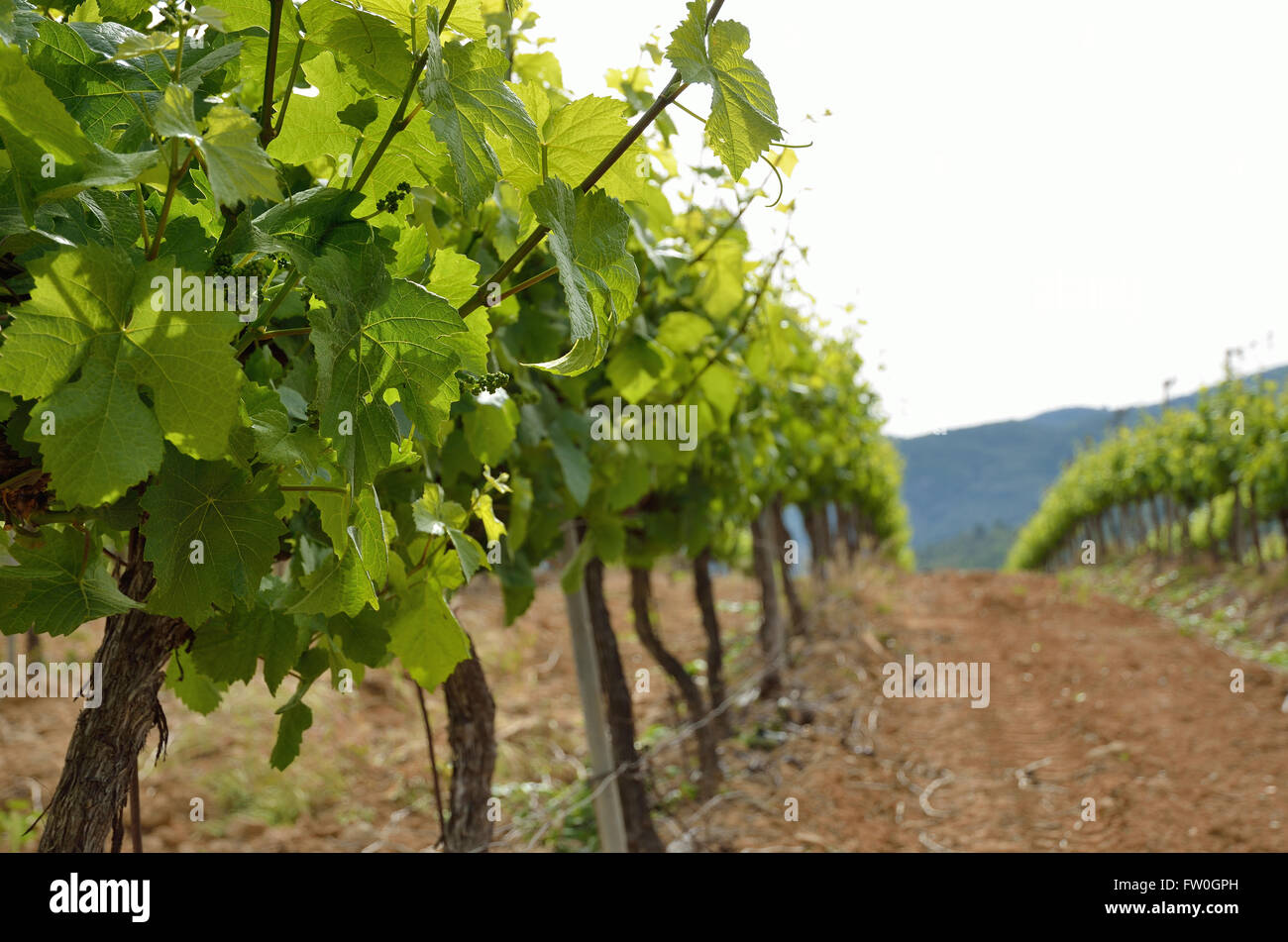 Close-up of the grapevine plantation Stock Photo - Alamy