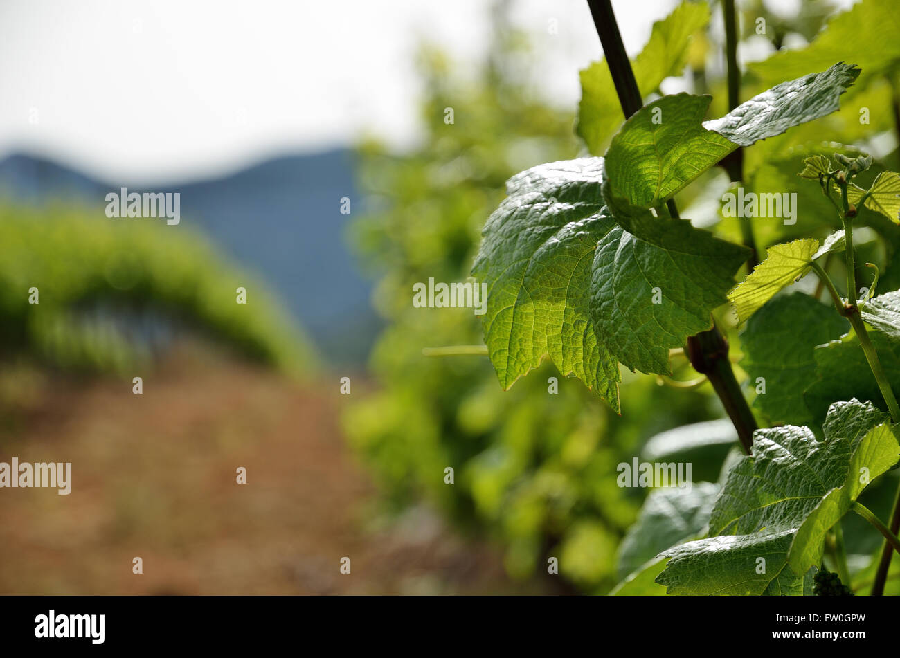 Close-up of the grapevine plantation Stock Photo - Alamy