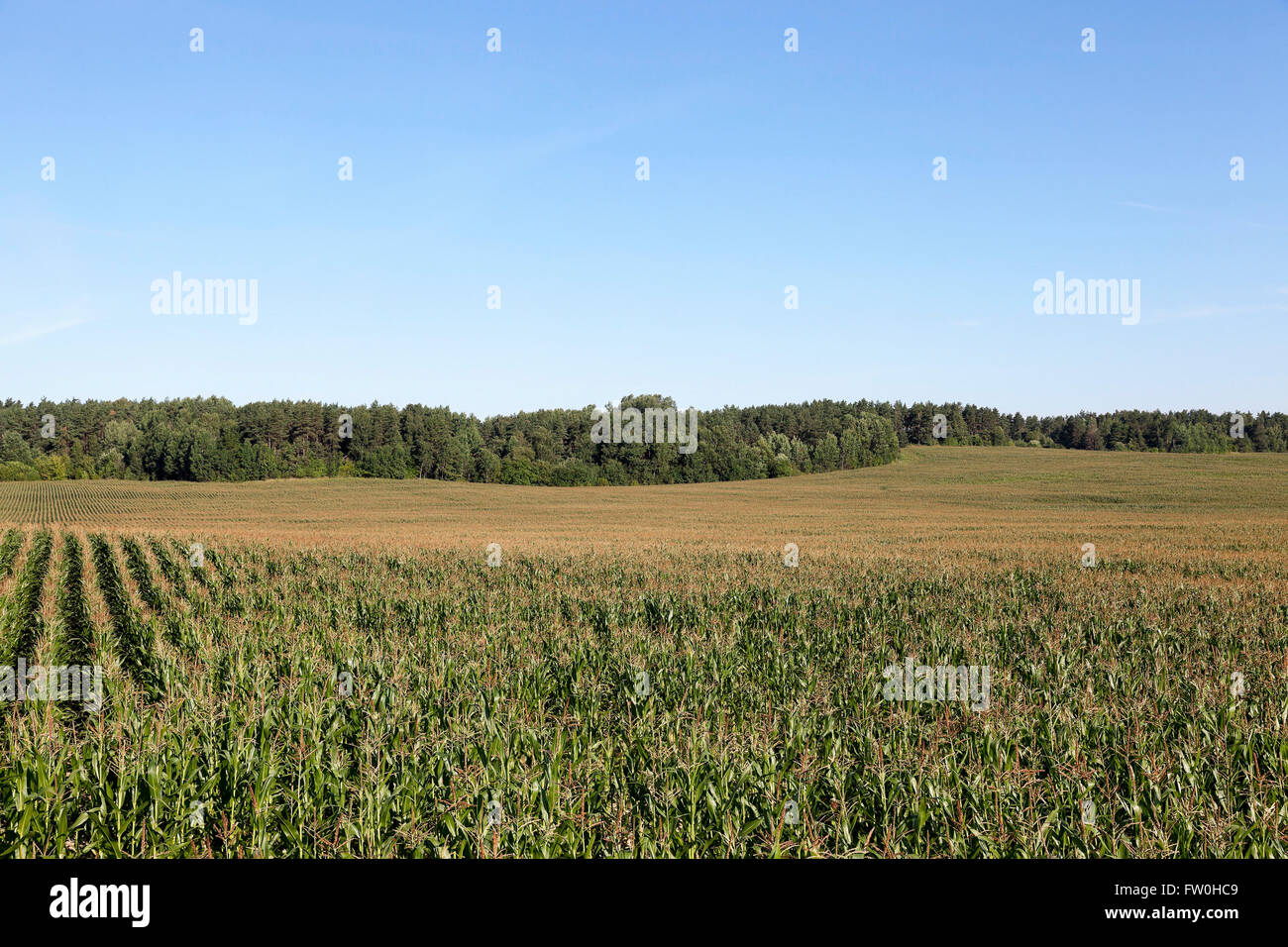 Corn field, summer Stock Photo - Alamy