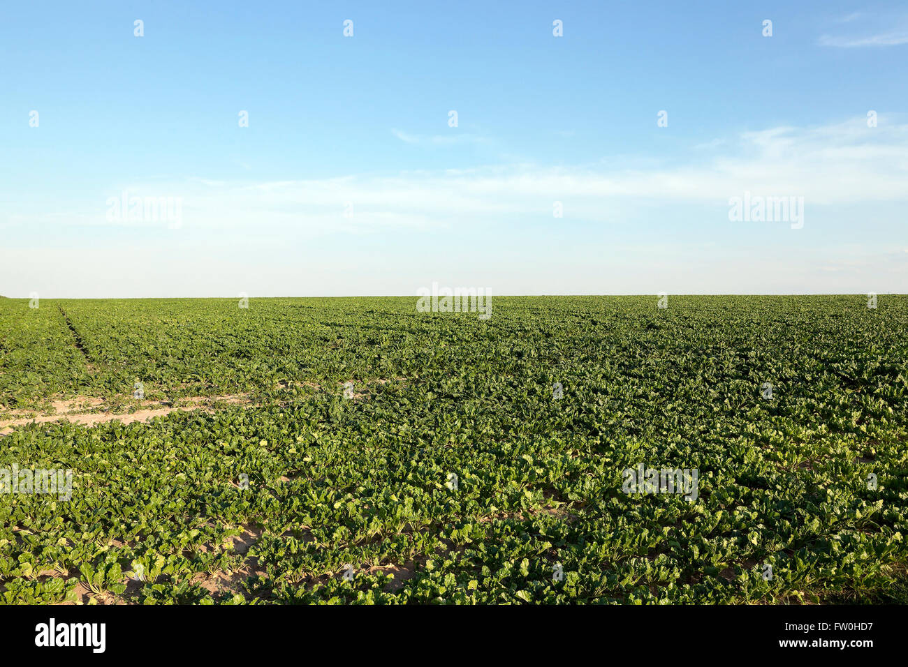 Field with sugar beet Stock Photo - Alamy