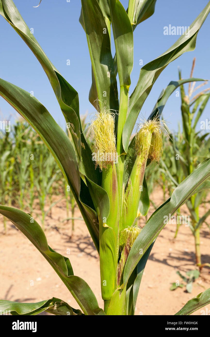 Mais field europe hi-res stock photography and images - Alamy