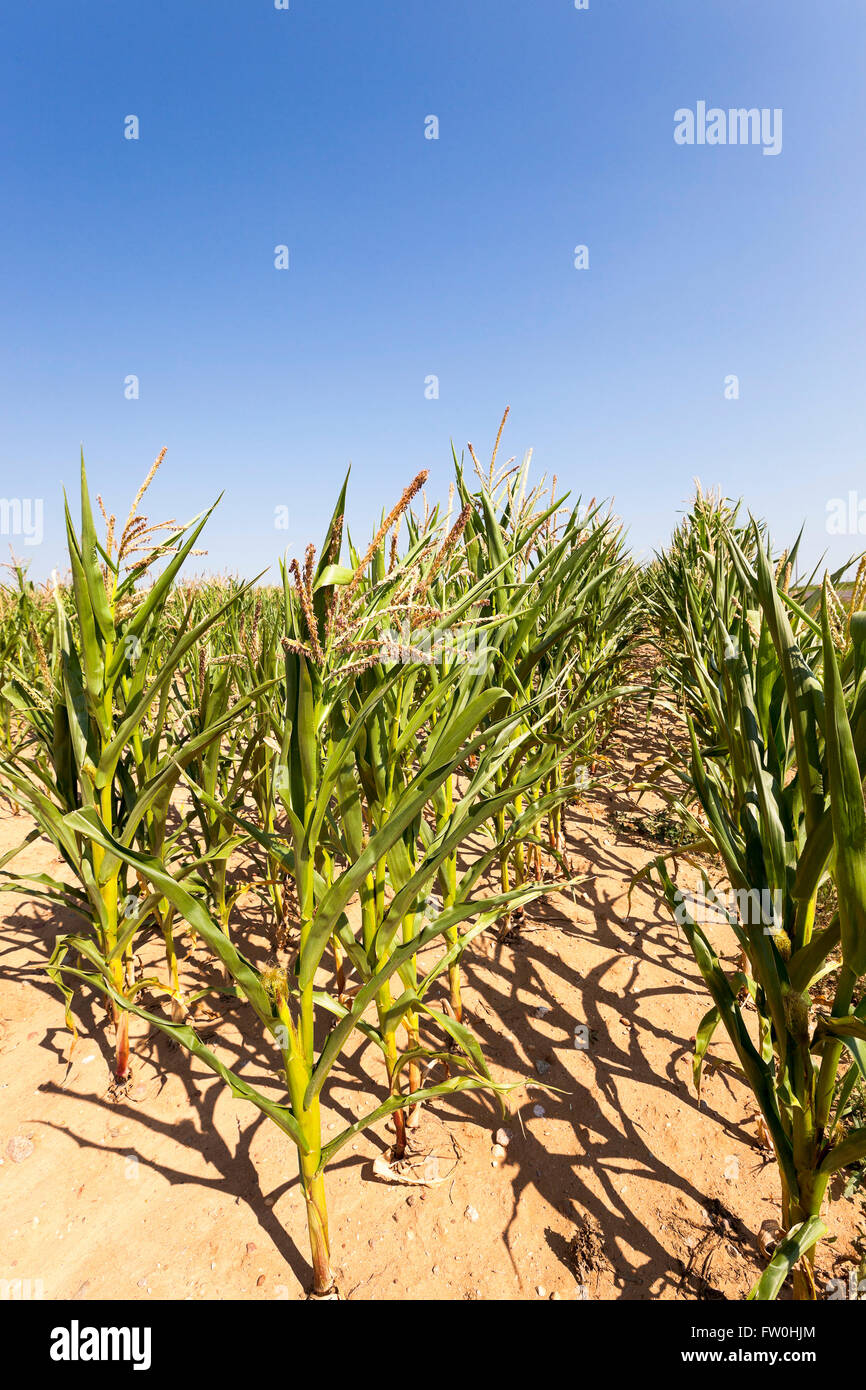 Green field of corn hi-res stock photography and images - Alamy