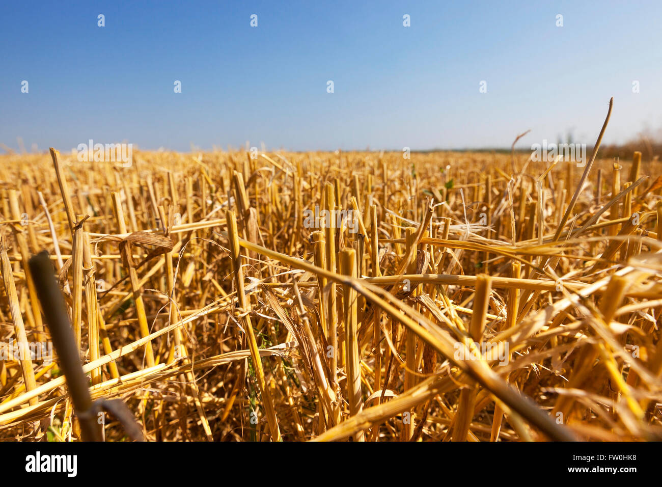 farm field cereals Stock Photo - Alamy
