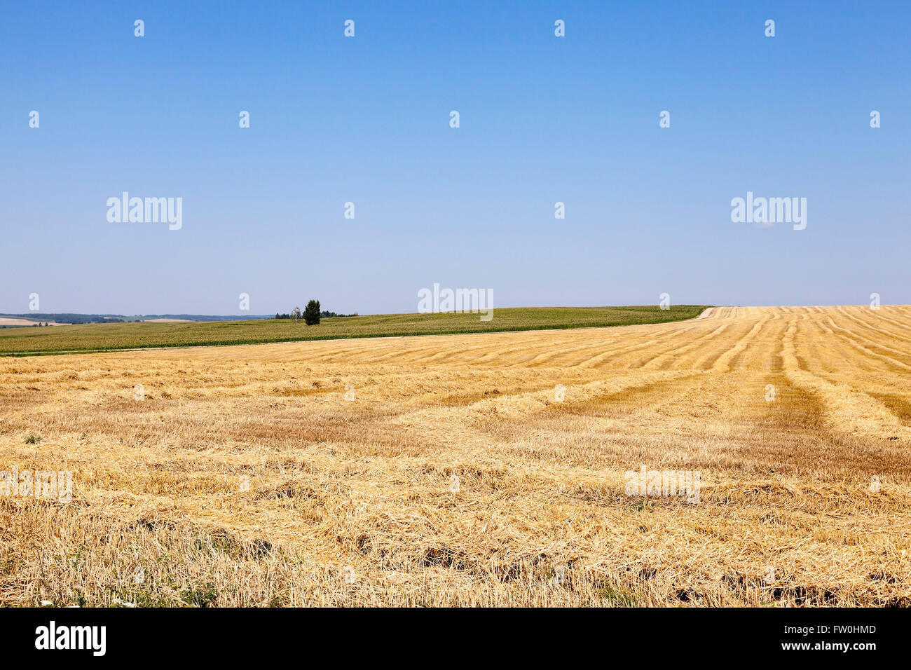 farm field cereals Stock Photo - Alamy