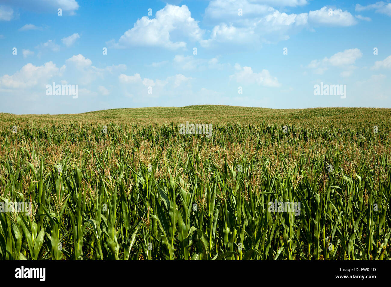 Corn field, summer Stock Photo - Alamy