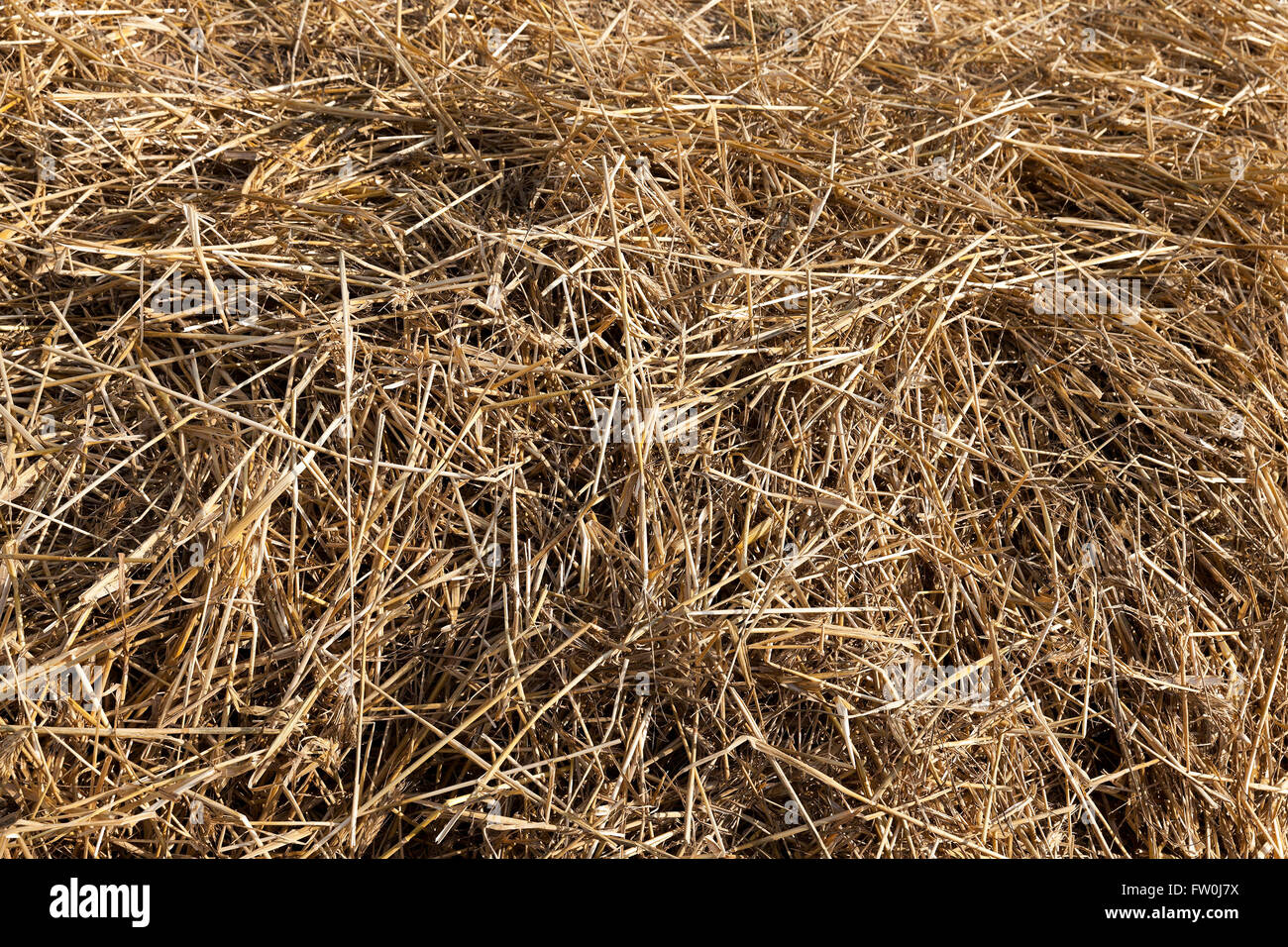 farm field cereals Stock Photo - Alamy