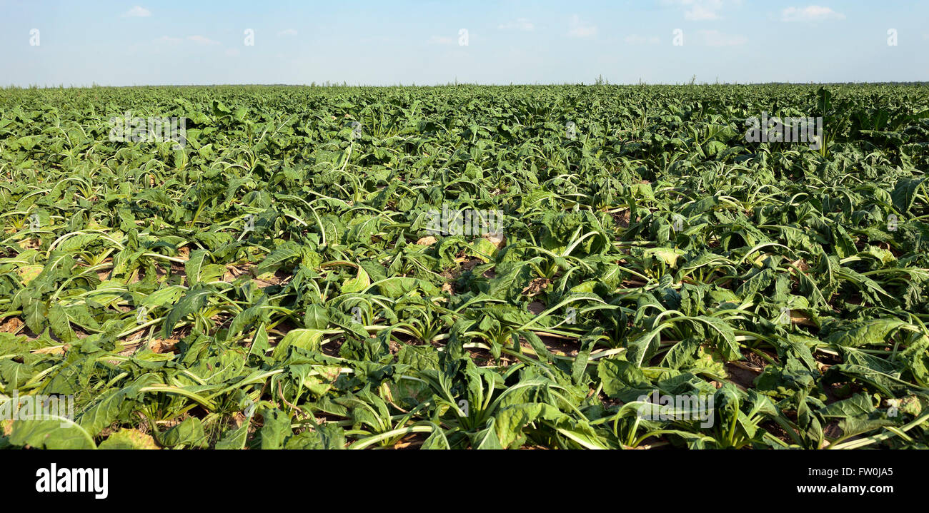 Field with sugar beet Stock Photo - Alamy