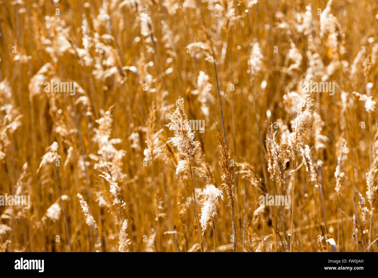 autumn grass, close-up Stock Photo - Alamy