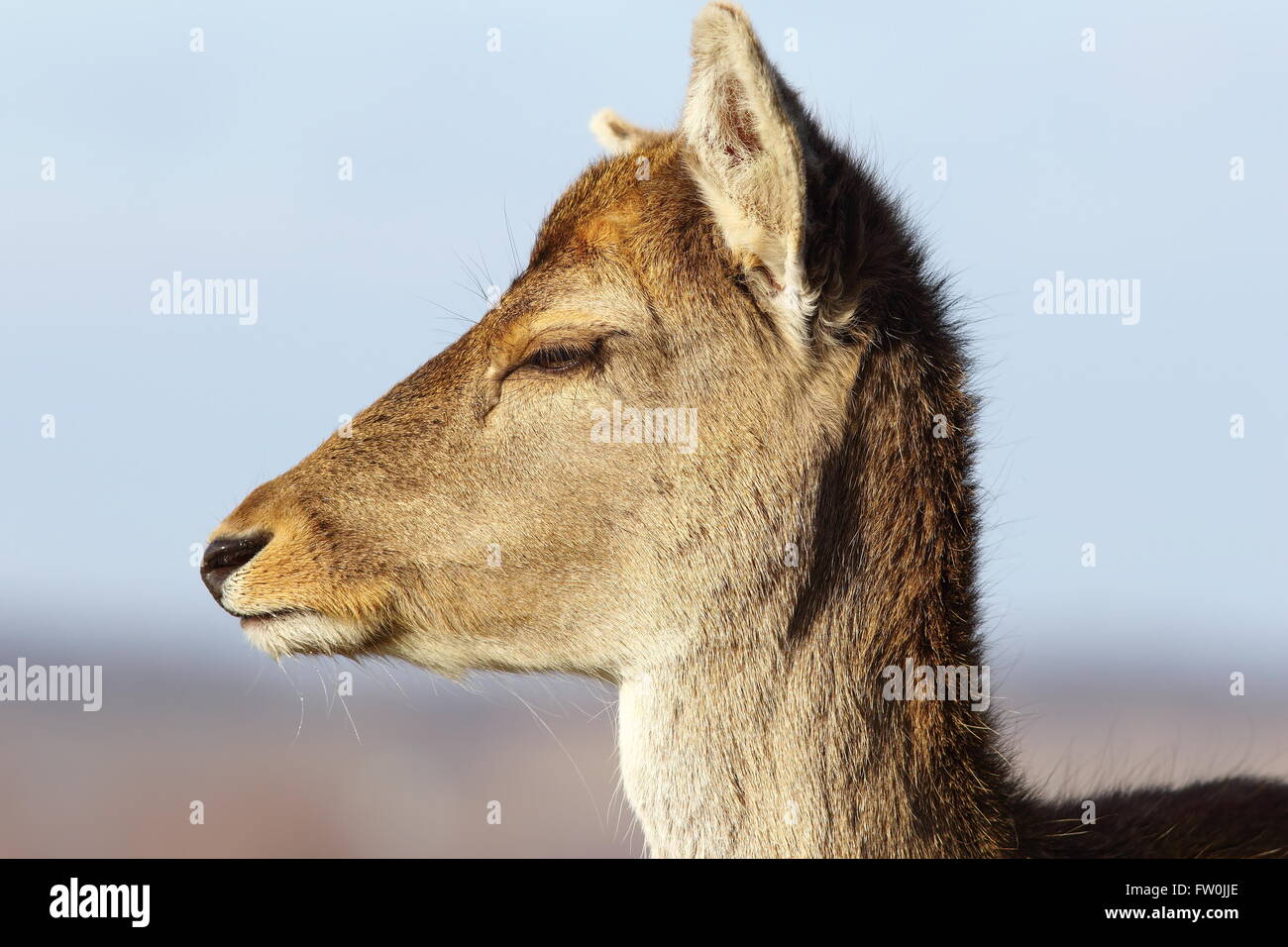 closeup of fallow deer doe head ( Dama dama, female portrait Stock ...
