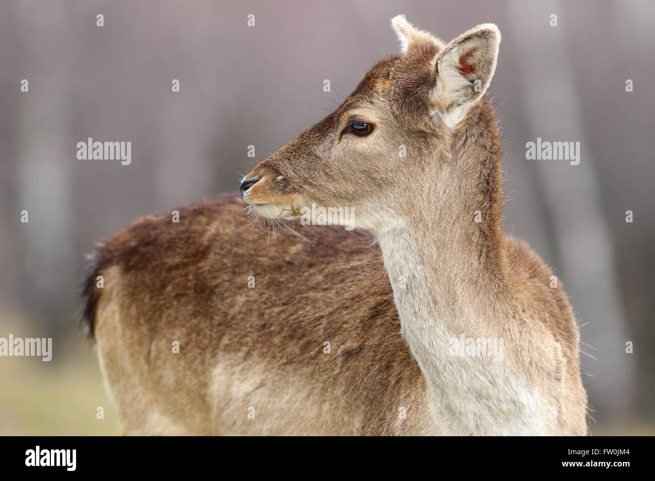 fallow deer calf close-up ( Dama dama Stock Photo - Alamy