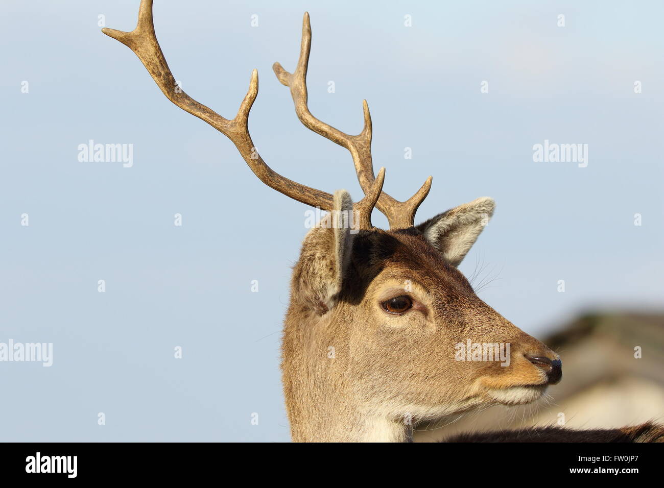 portrait of young fallow deer over blue sky ( Dama dama Stock Photo - Alamy