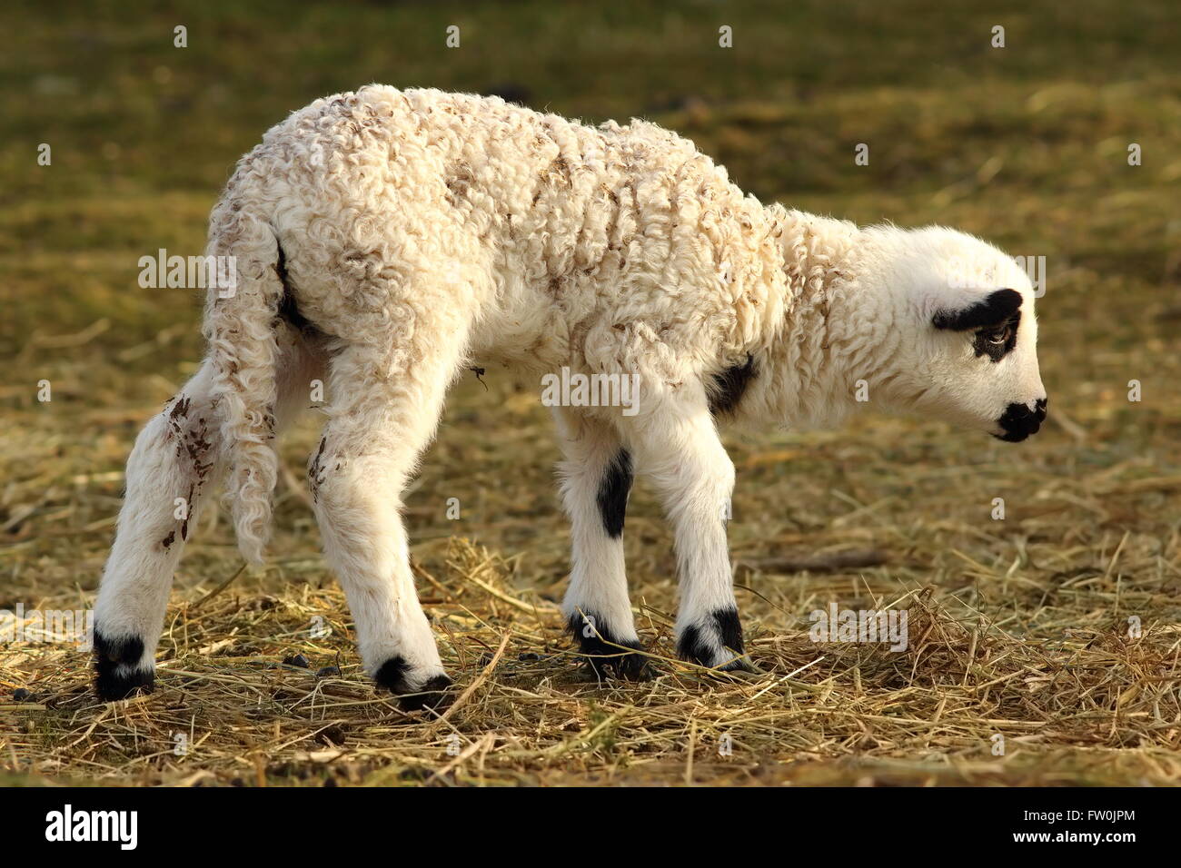 Black white lamb hi-res stock photography and images - Alamy