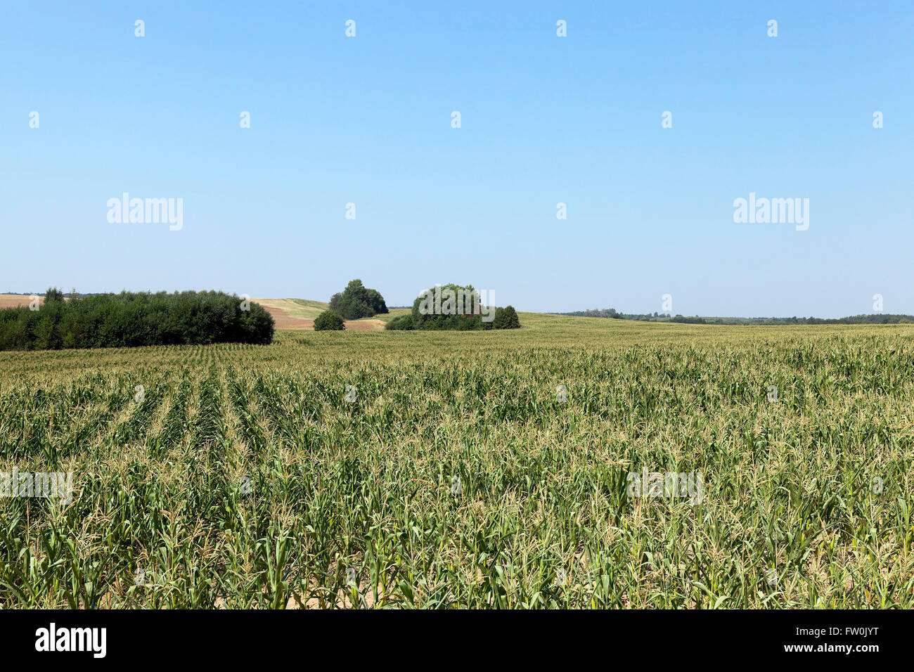 Corn field forest hi-res stock photography and images - Alamy