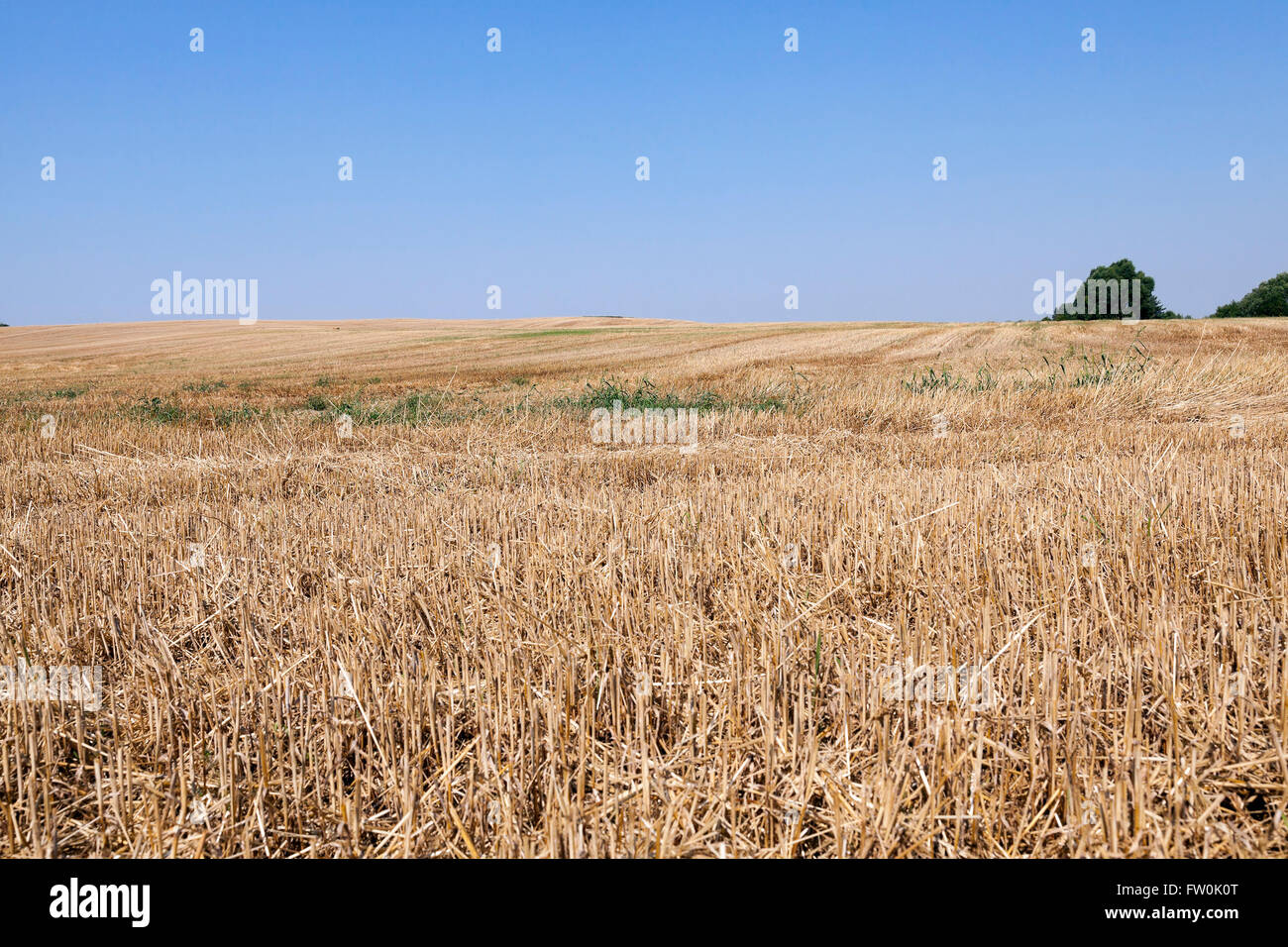 collection of rye crops Stock Photo - Alamy