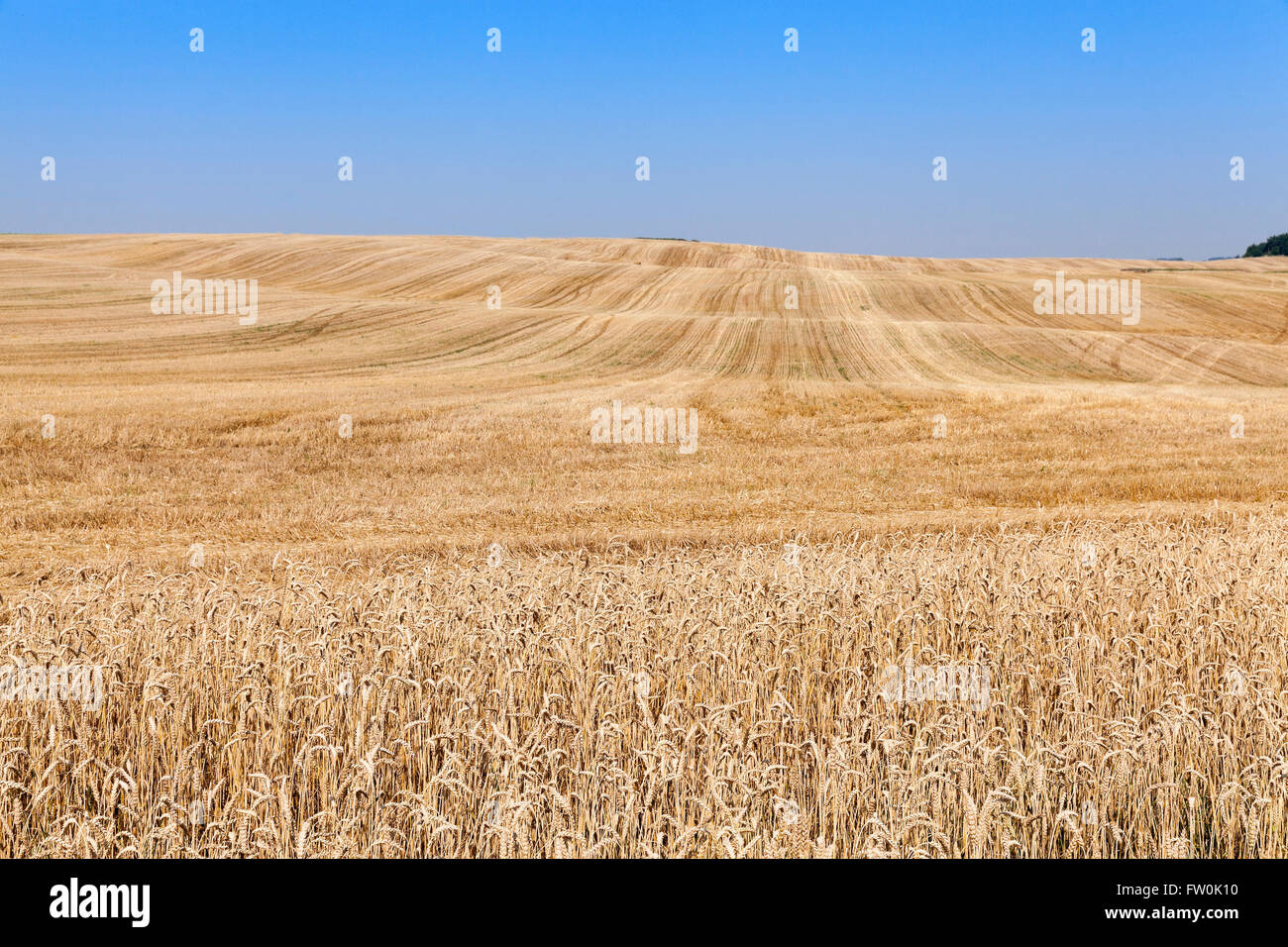 collection of rye crops Stock Photo - Alamy