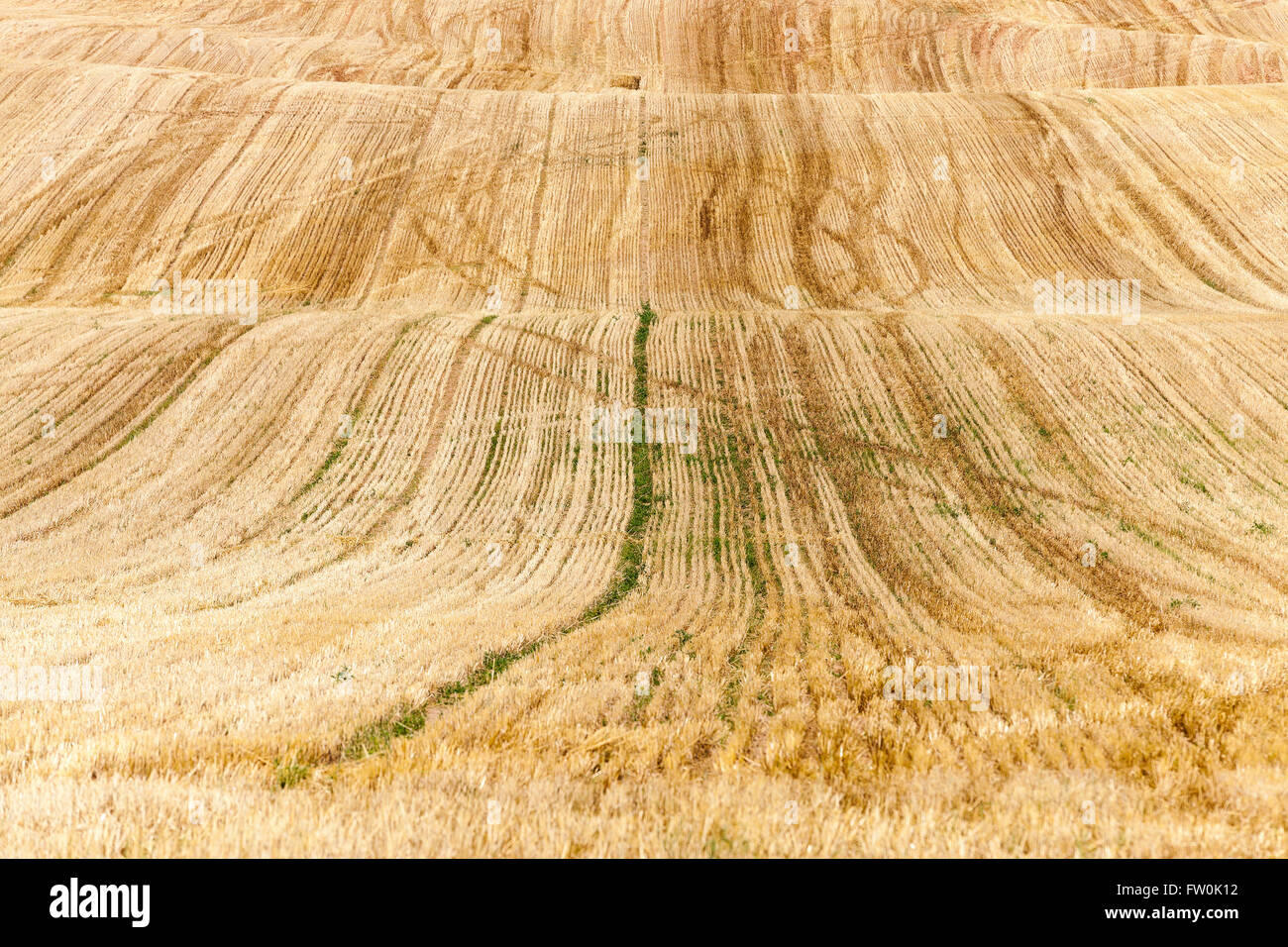 collection of rye crops Stock Photo - Alamy