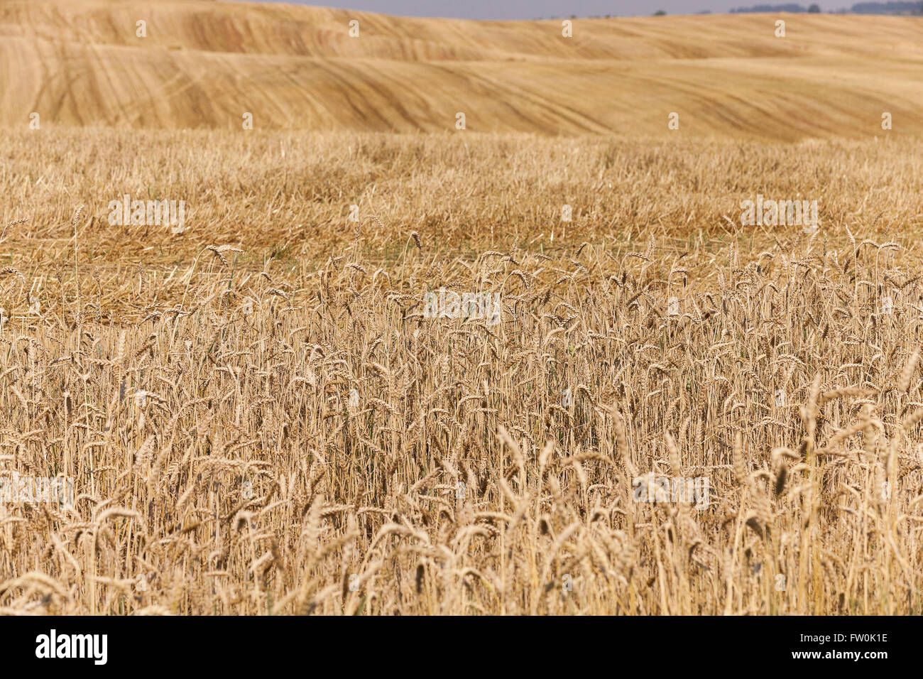 collection of rye crops Stock Photo - Alamy