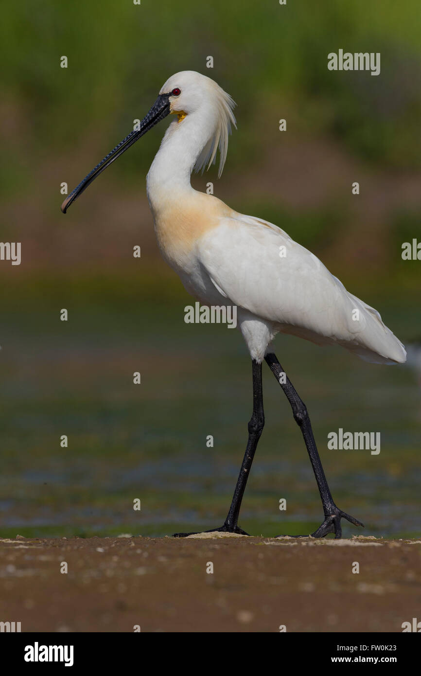 Platalea leucorodia hi-res stock photography and images - Alamy