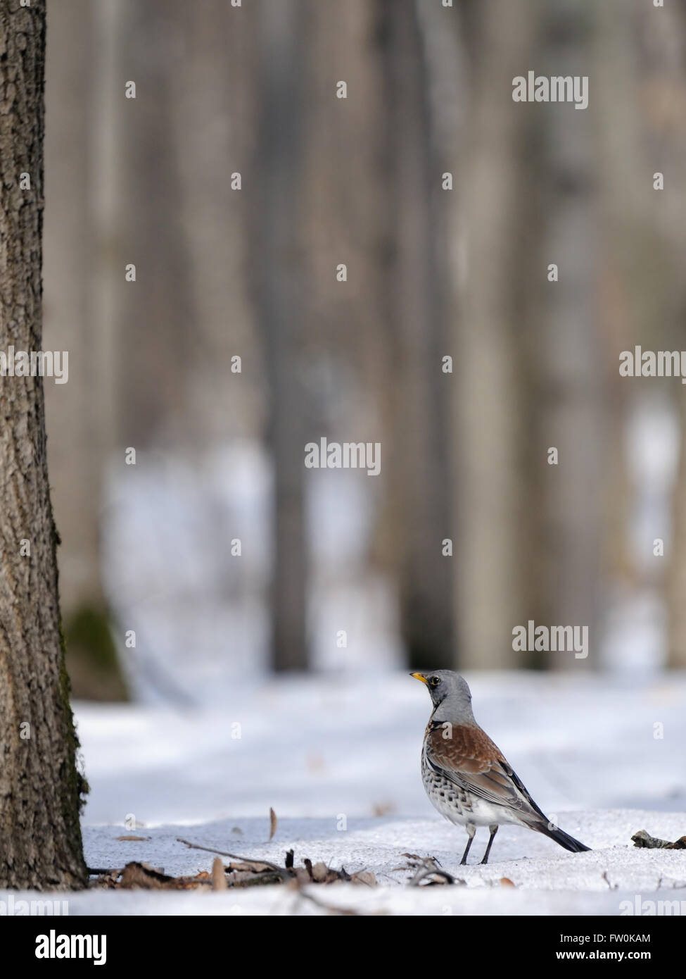 Fieldfare (Turdus pilaris) just after season migration in spring forest ...