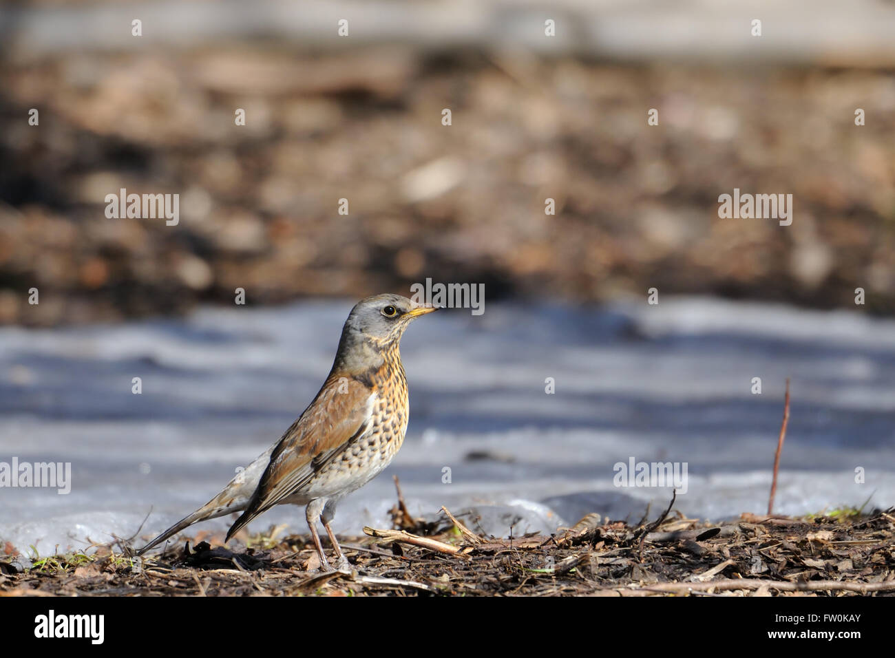 Fieldfare (Turdus pilaris) just after season migration arriving in ...