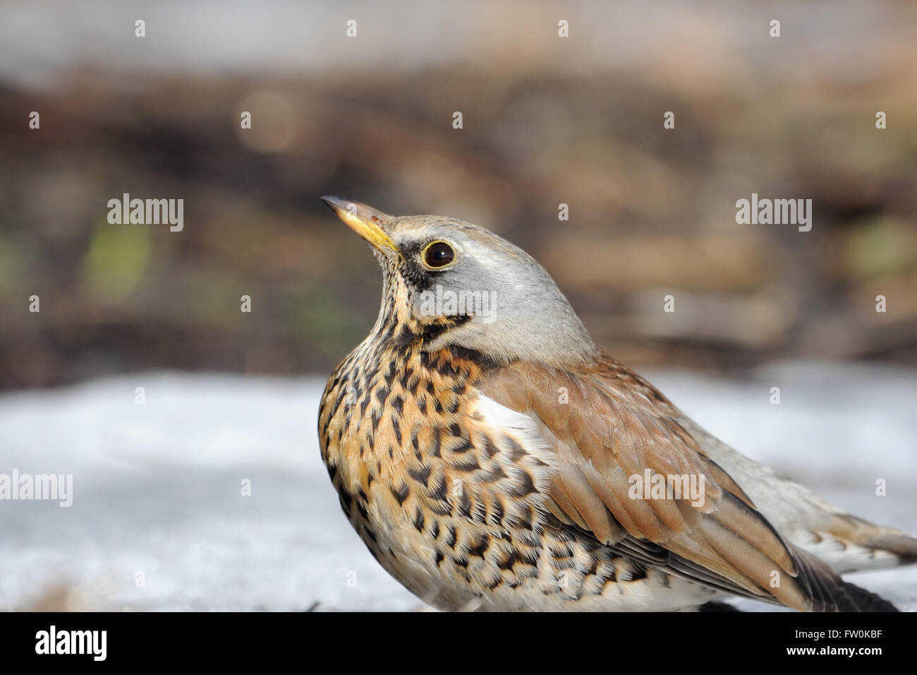 Fieldfare spring portrait (Turdus pilaris) just after season migration ...