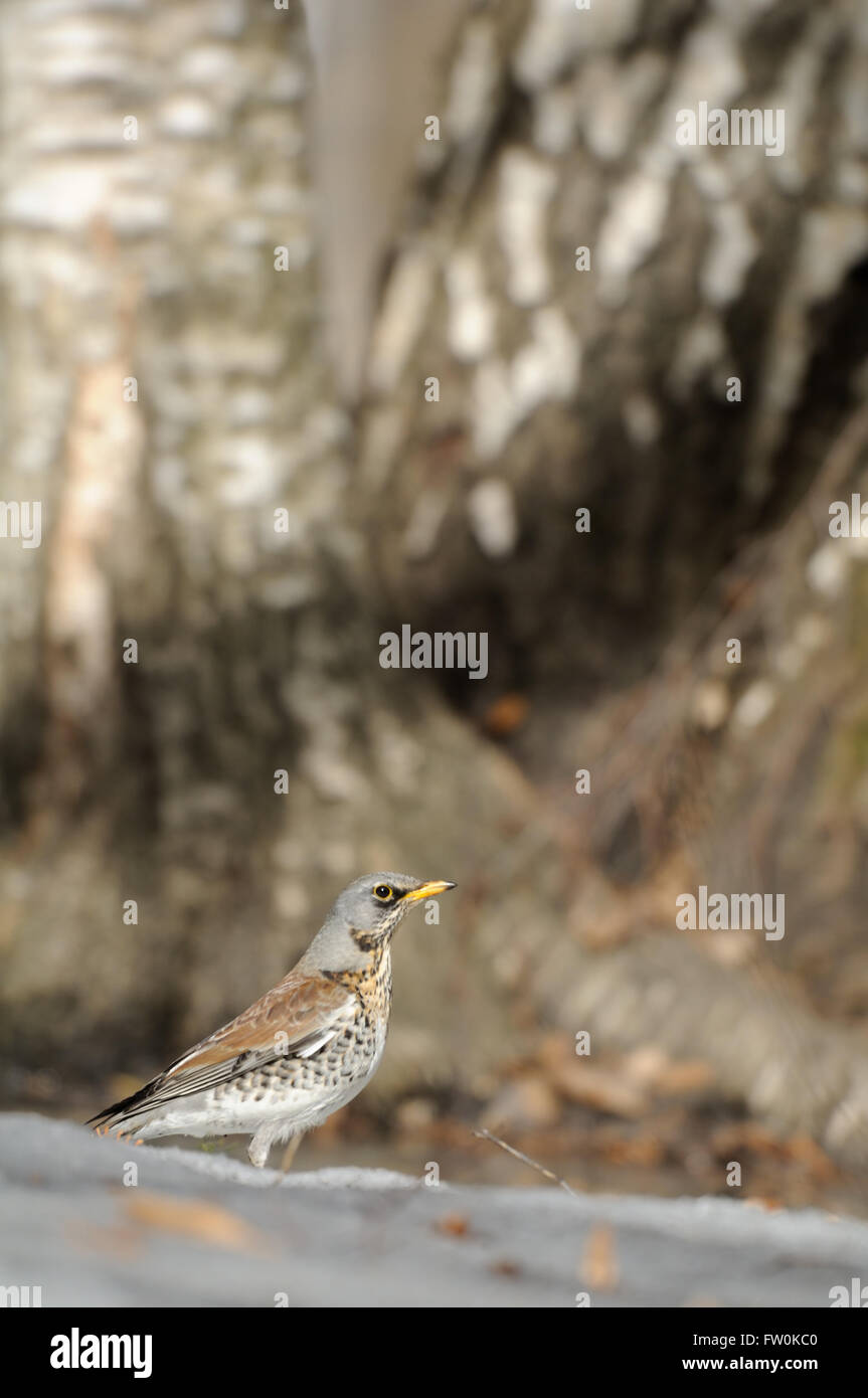 Fieldfare turdus hi-res stock photography and images - Alamy