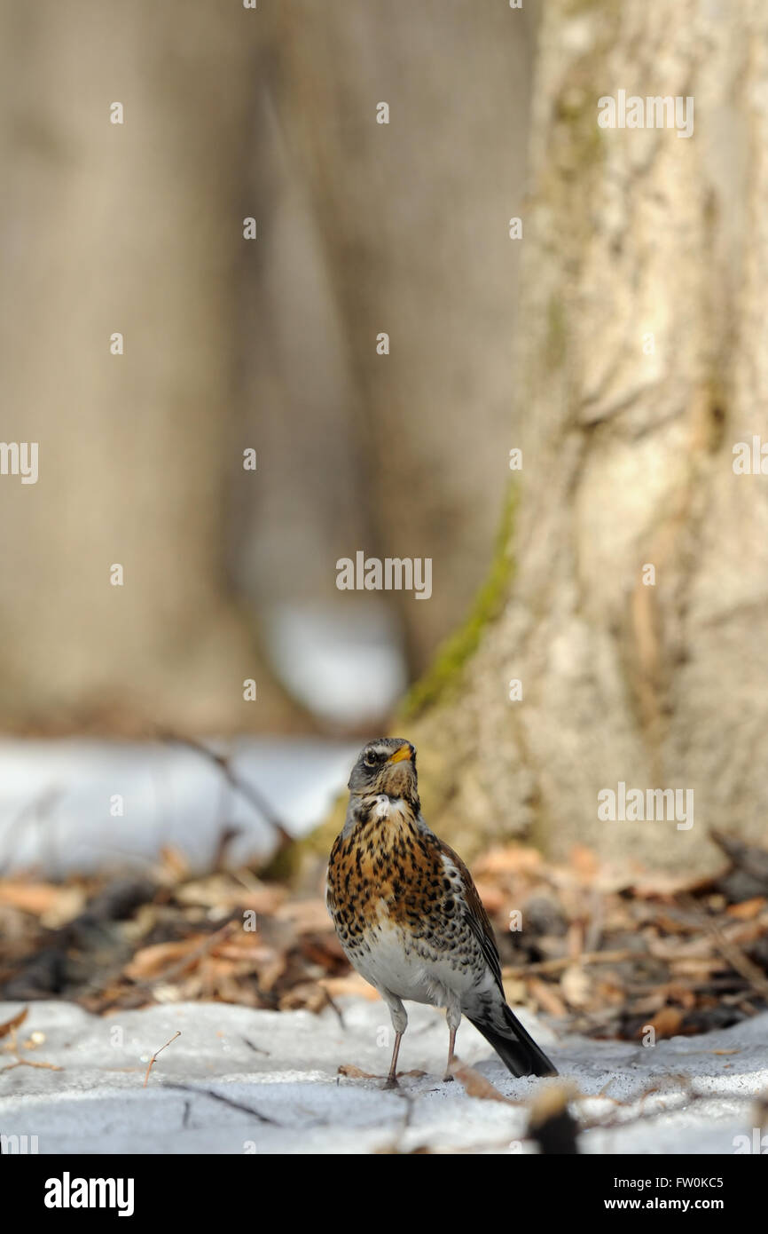 Fieldfare just after season migration arriving Stock Photo - Alamy