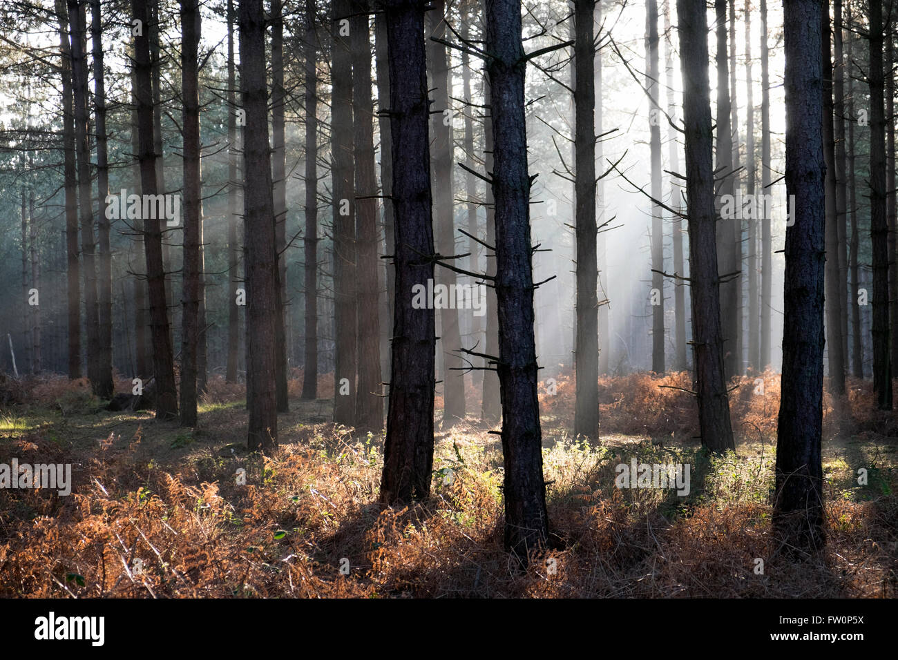 Rendlesham forest Suffolk UK Stock Photo - Alamy
