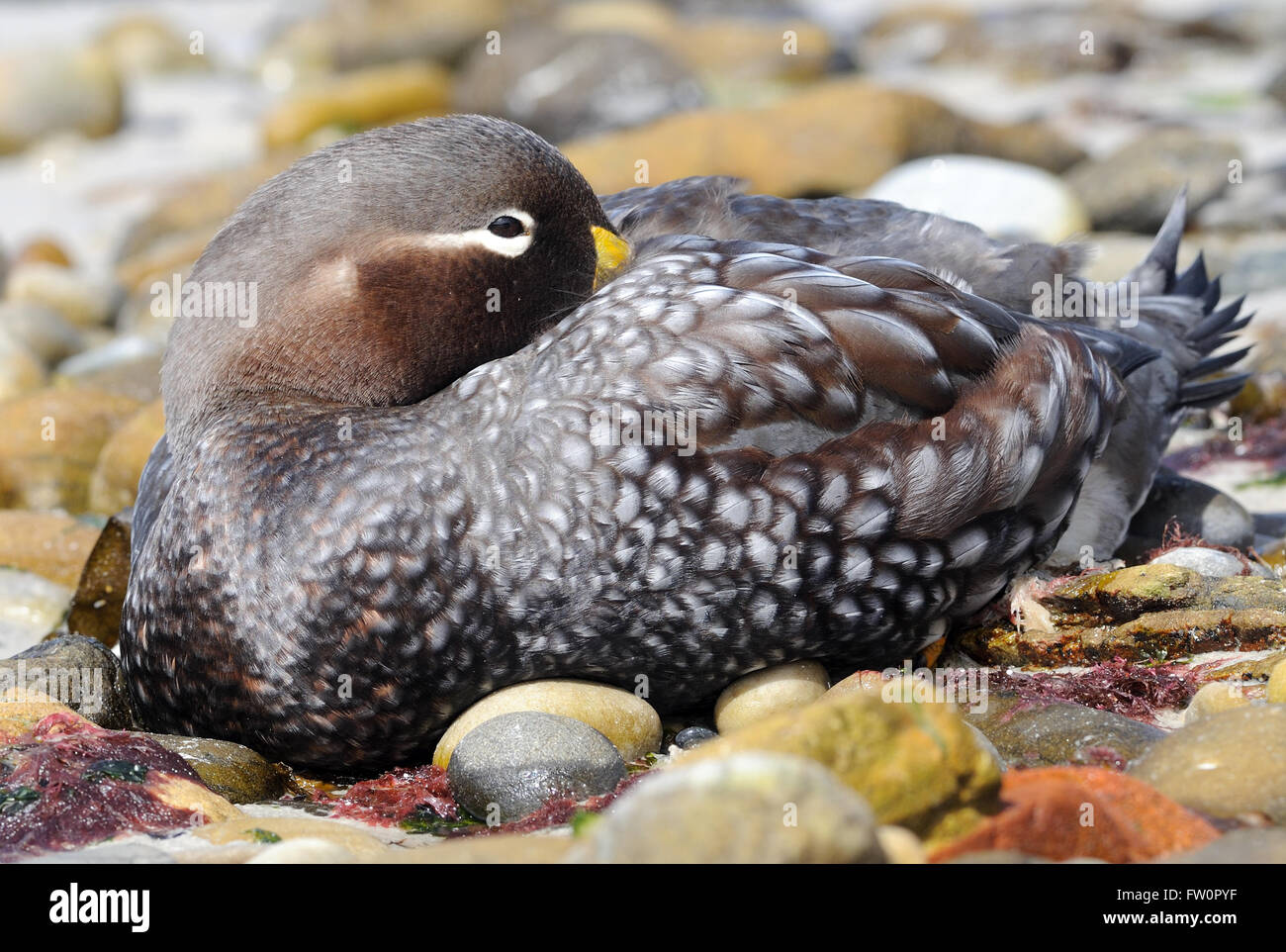 A Falkland Steamer Duck or Logger (Tachyeres brachypterus) on the beach ...