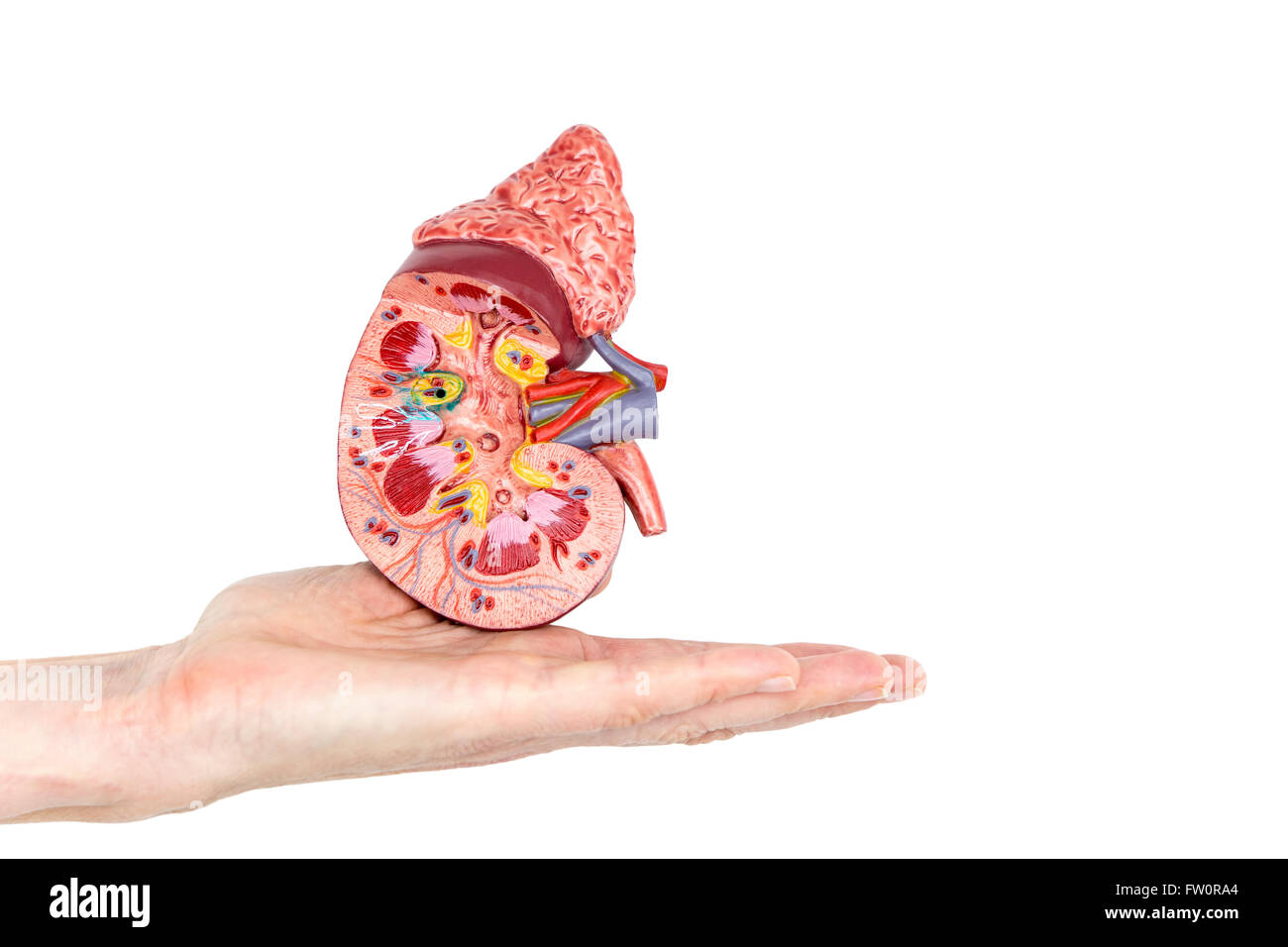 Flat female hand showing model with cross section of human kidney ...