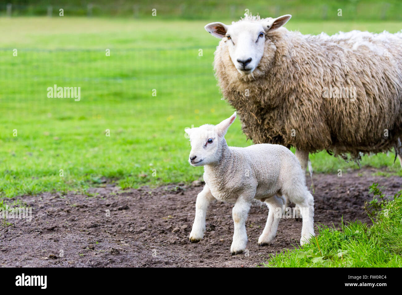 Mother sheep and newborn lamb in pasture during springtime Stock Photo ...