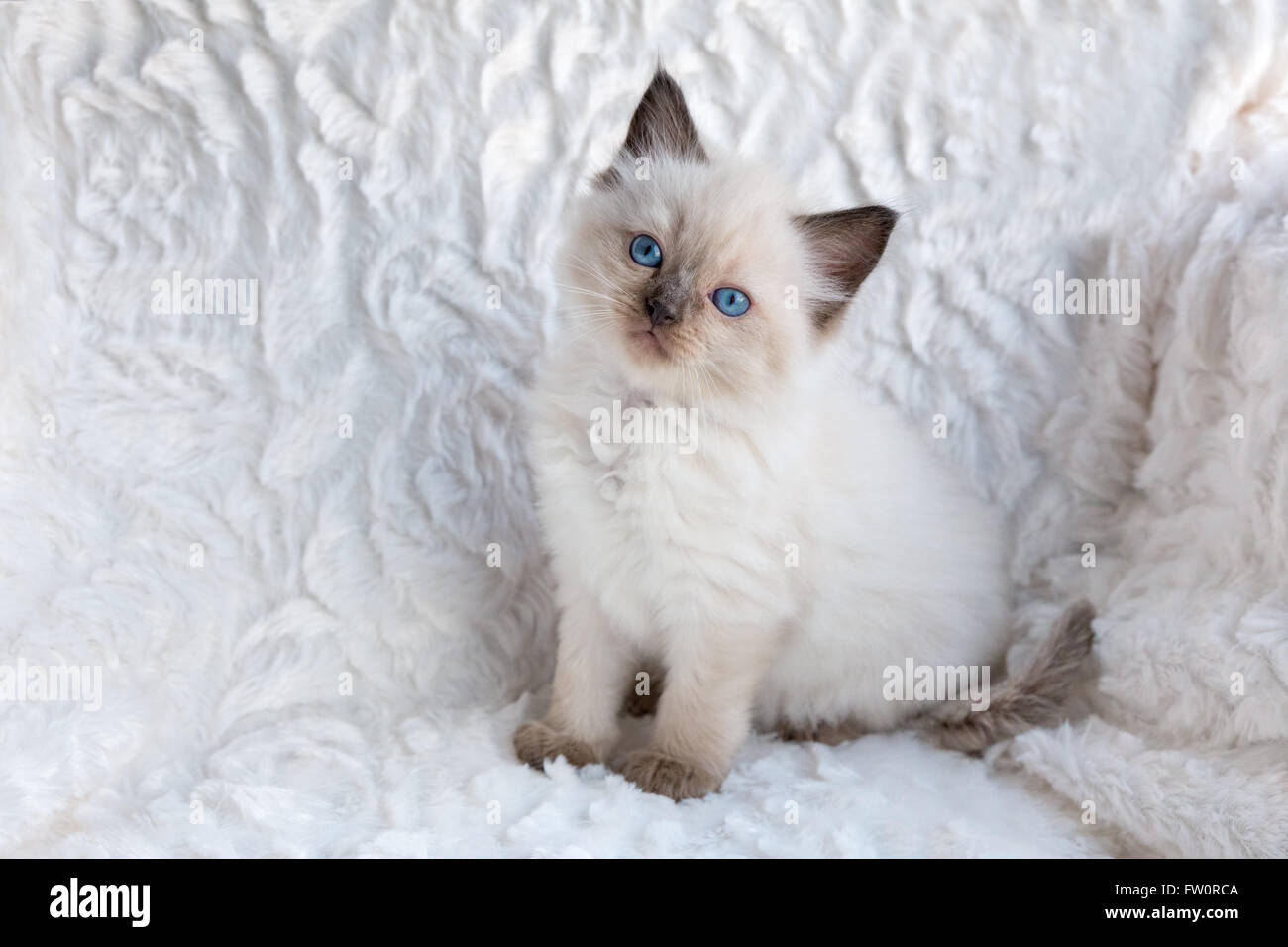 One young seal colourpoint ragdoll cat sitting on fur in chair Stock ...