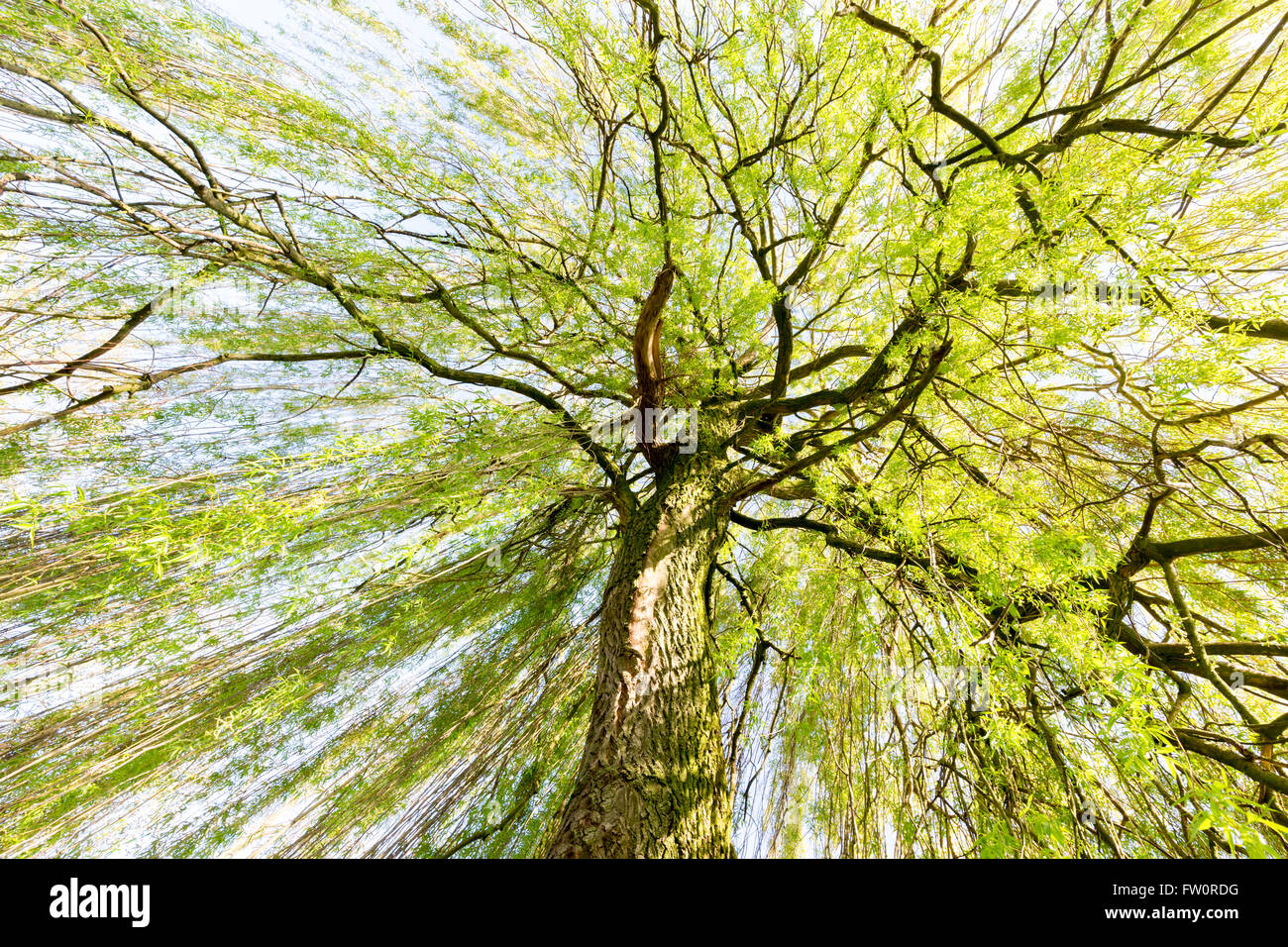 Sprouting willow tree green hi-res stock photography and images - Alamy