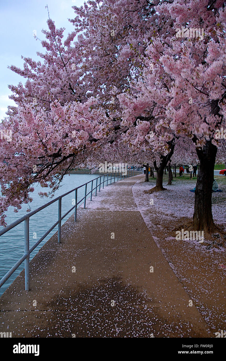 Cherry blossoms around tidal hi-res stock photography and images - Alamy