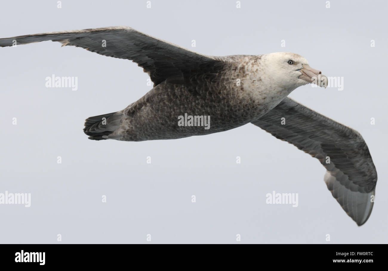 Southern giant petrel macronectes giganteus in flight hi-res stock ...