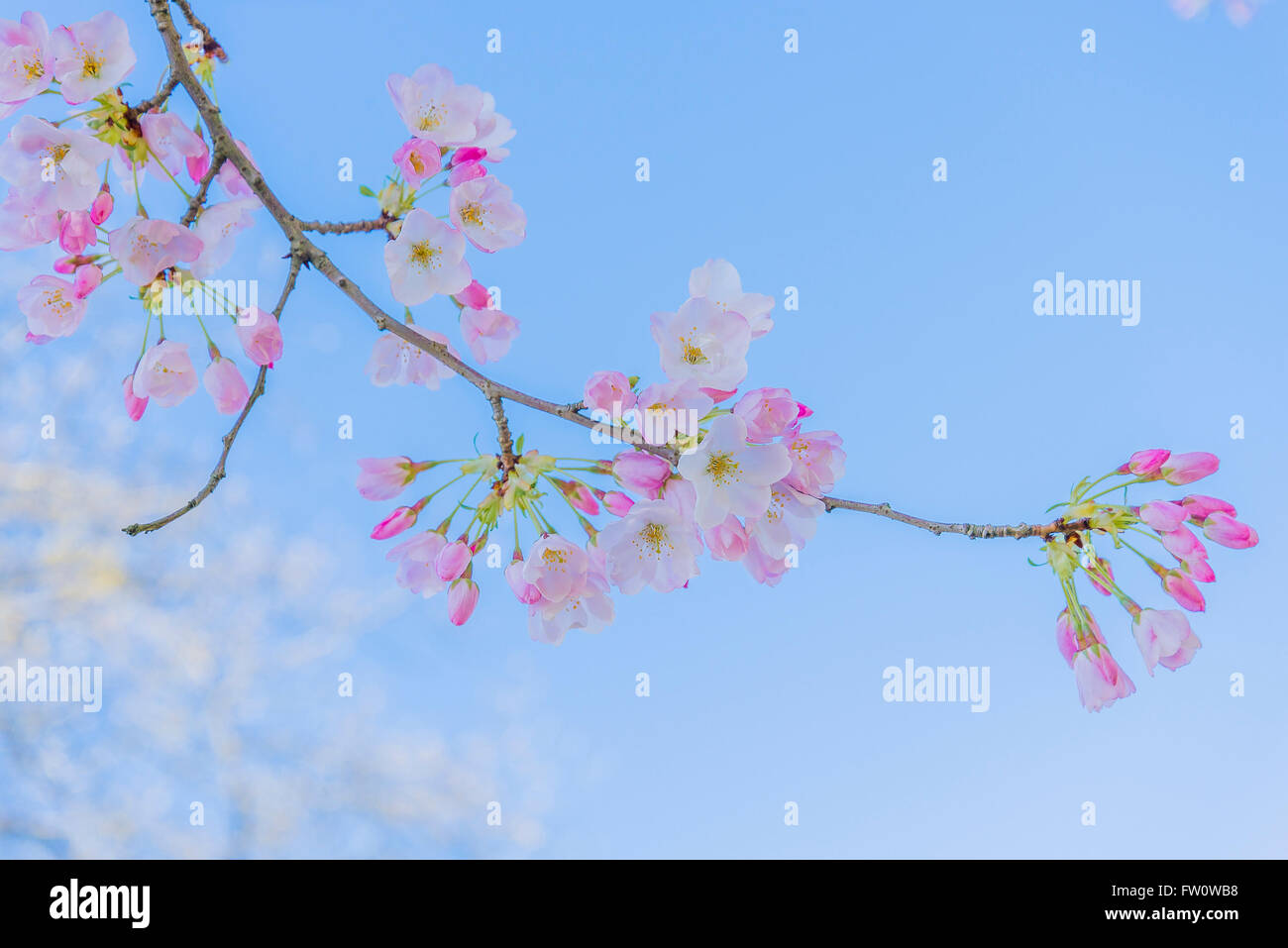 branch of cherry blossom flowers Stock Photo - Alamy